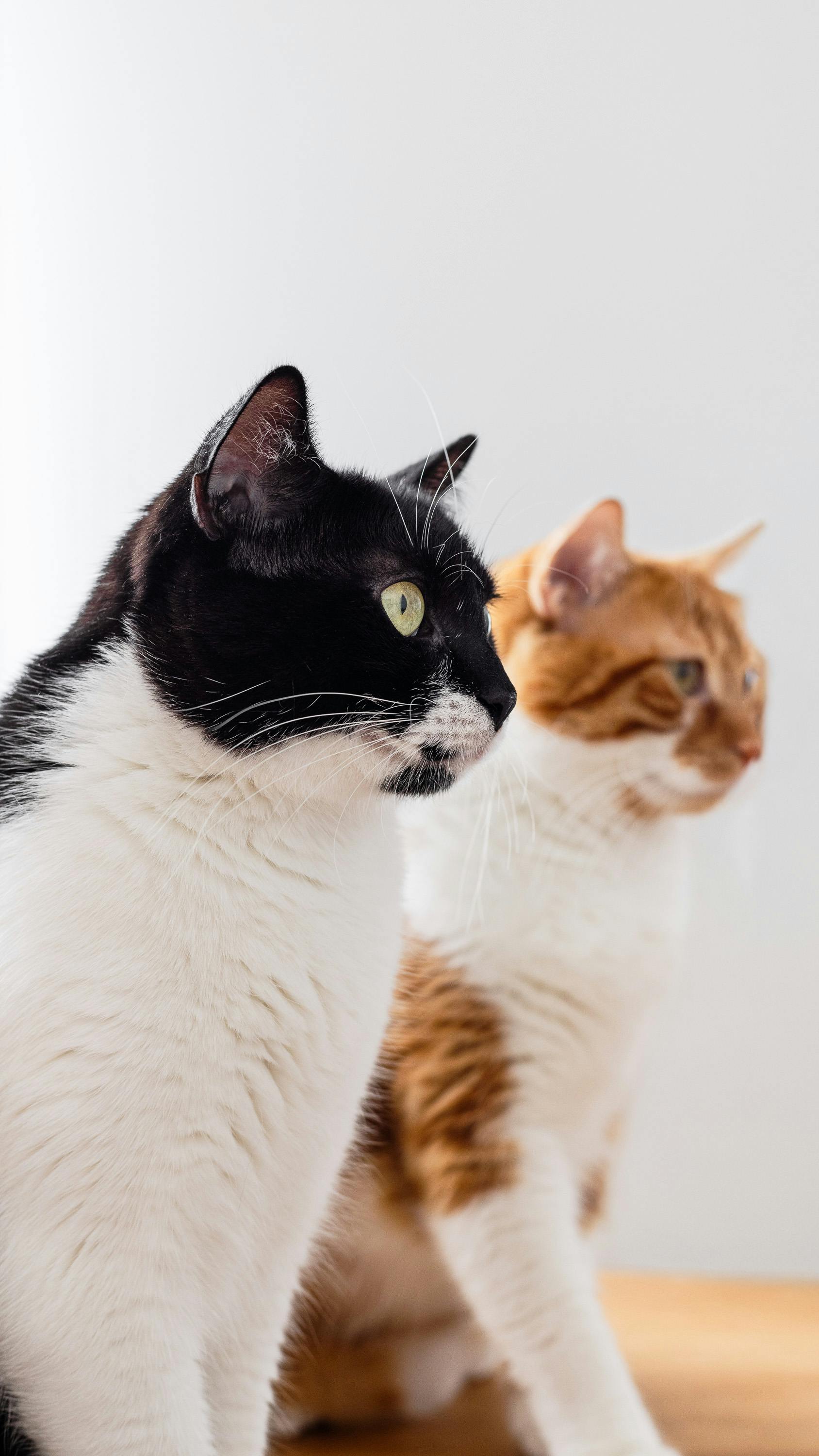 High Resolution 300 Dpi Photos, Download The BEST Free High Resolution ...