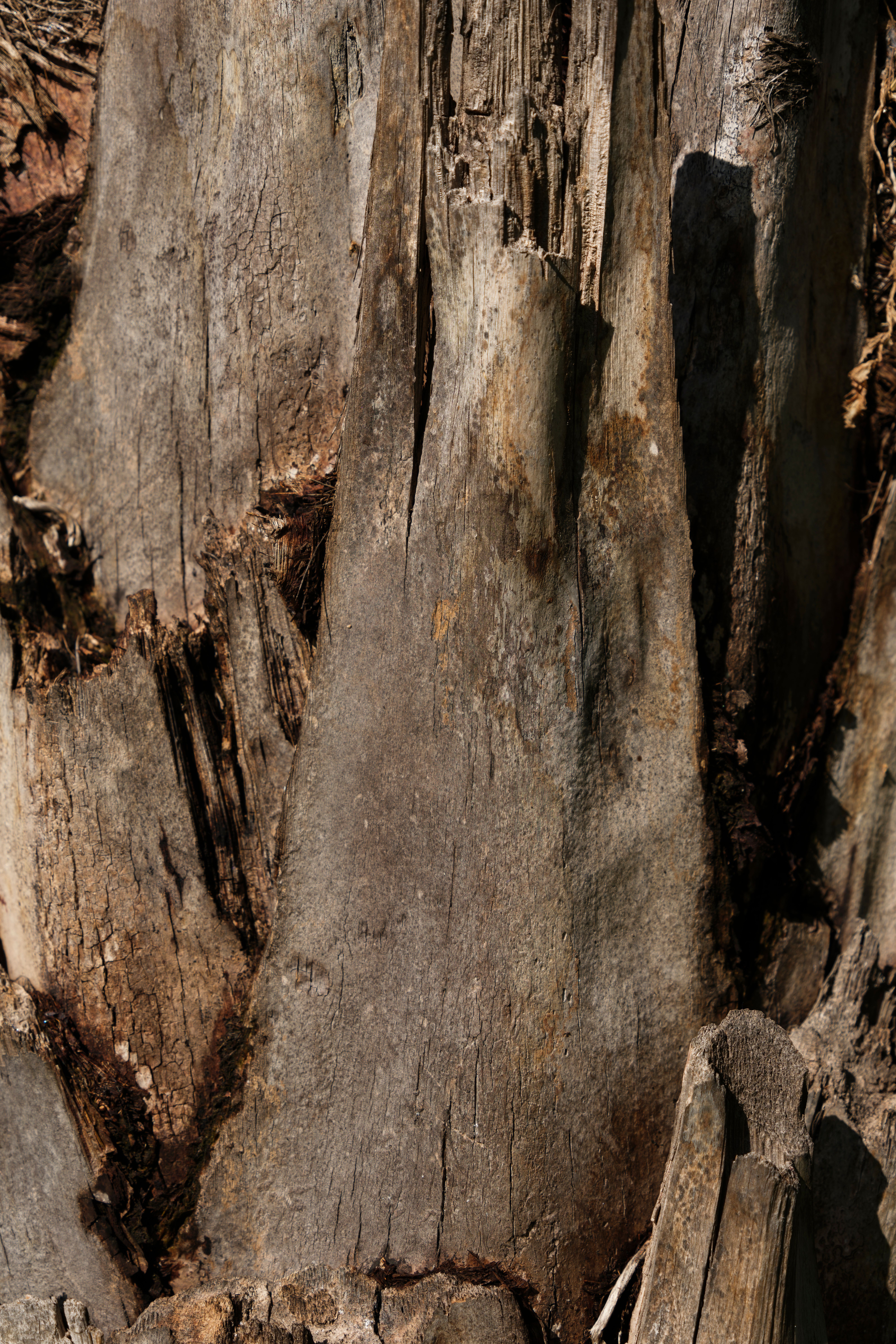 Tree Of Life Photos, Download The BEST Free Tree Of Life Stock Photos ...