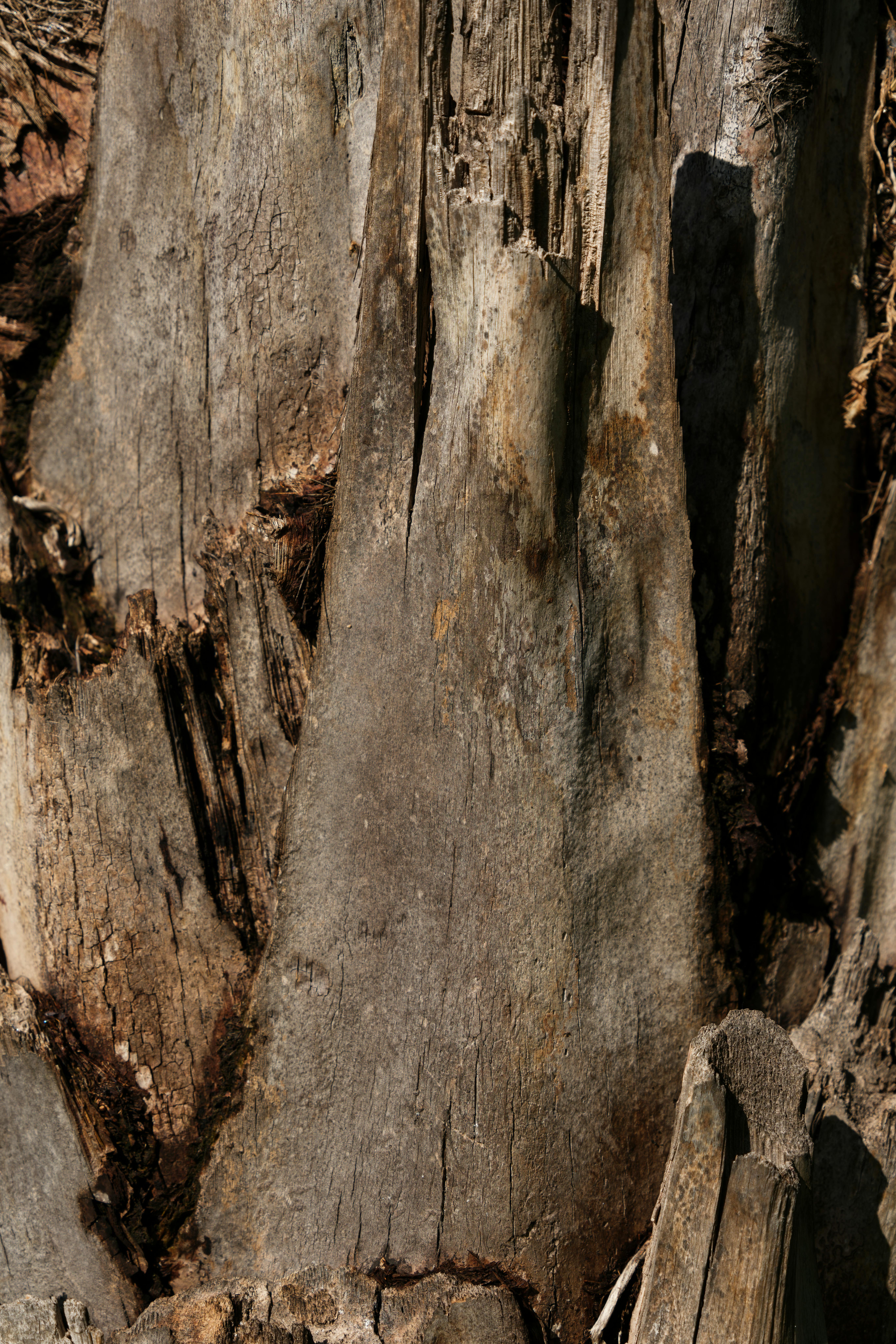 Forest Core Photos, Download The BEST Free Forest Core Stock Photos ...