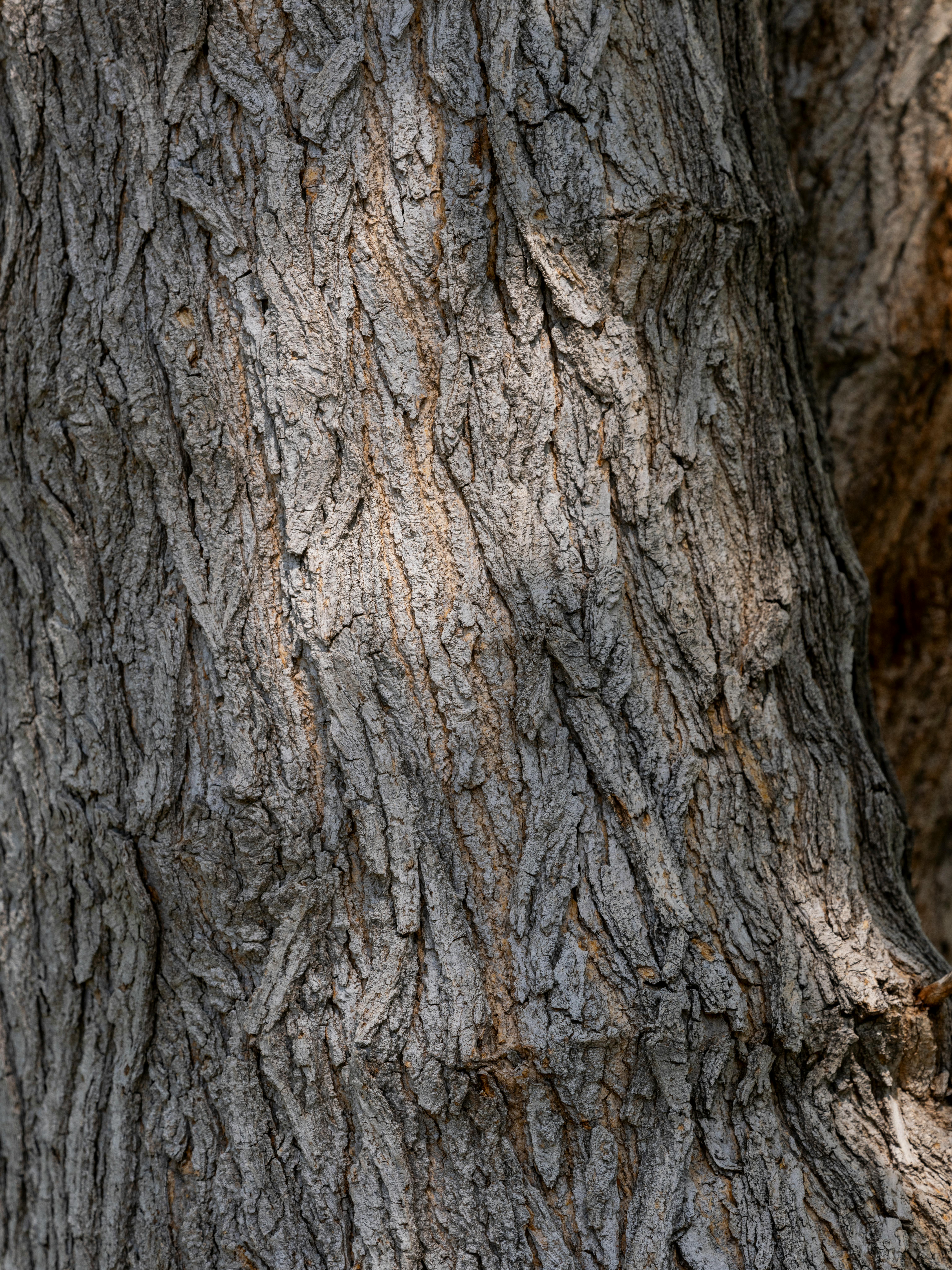 Timber Wood Background Photos, Download The BEST Free Timber Wood ...