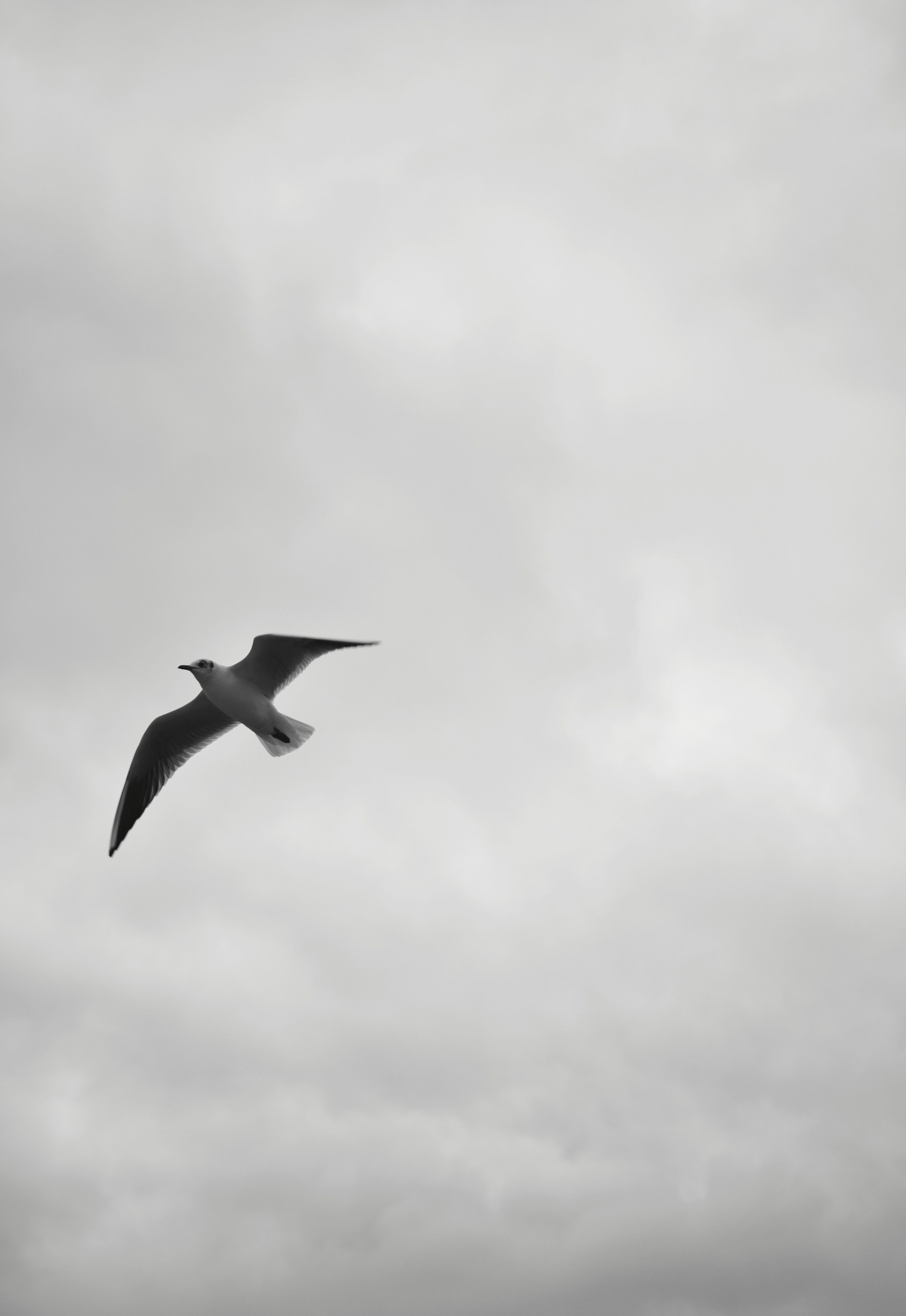 Mothman Flying Photos, Download The BEST Free Mothman Flying Stock ...