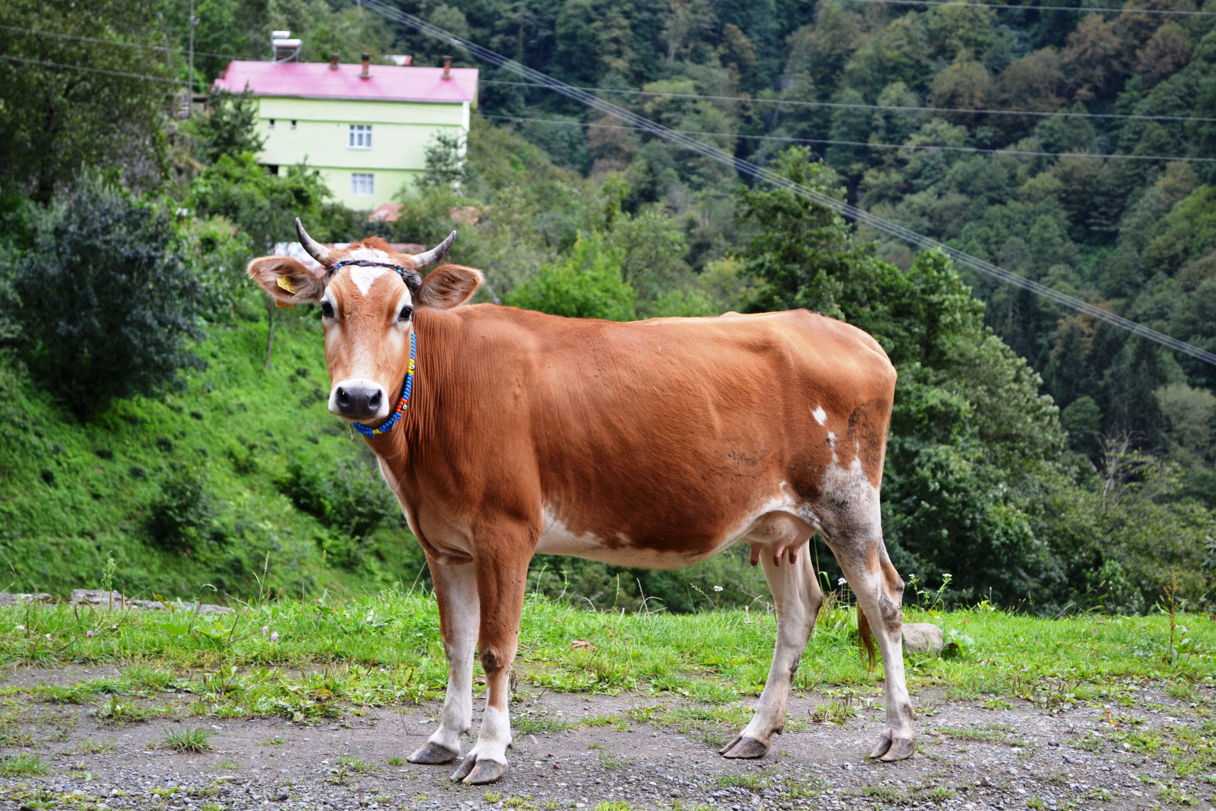 Ox Photos, Download The BEST Free Ox Stock Photos & HD Images