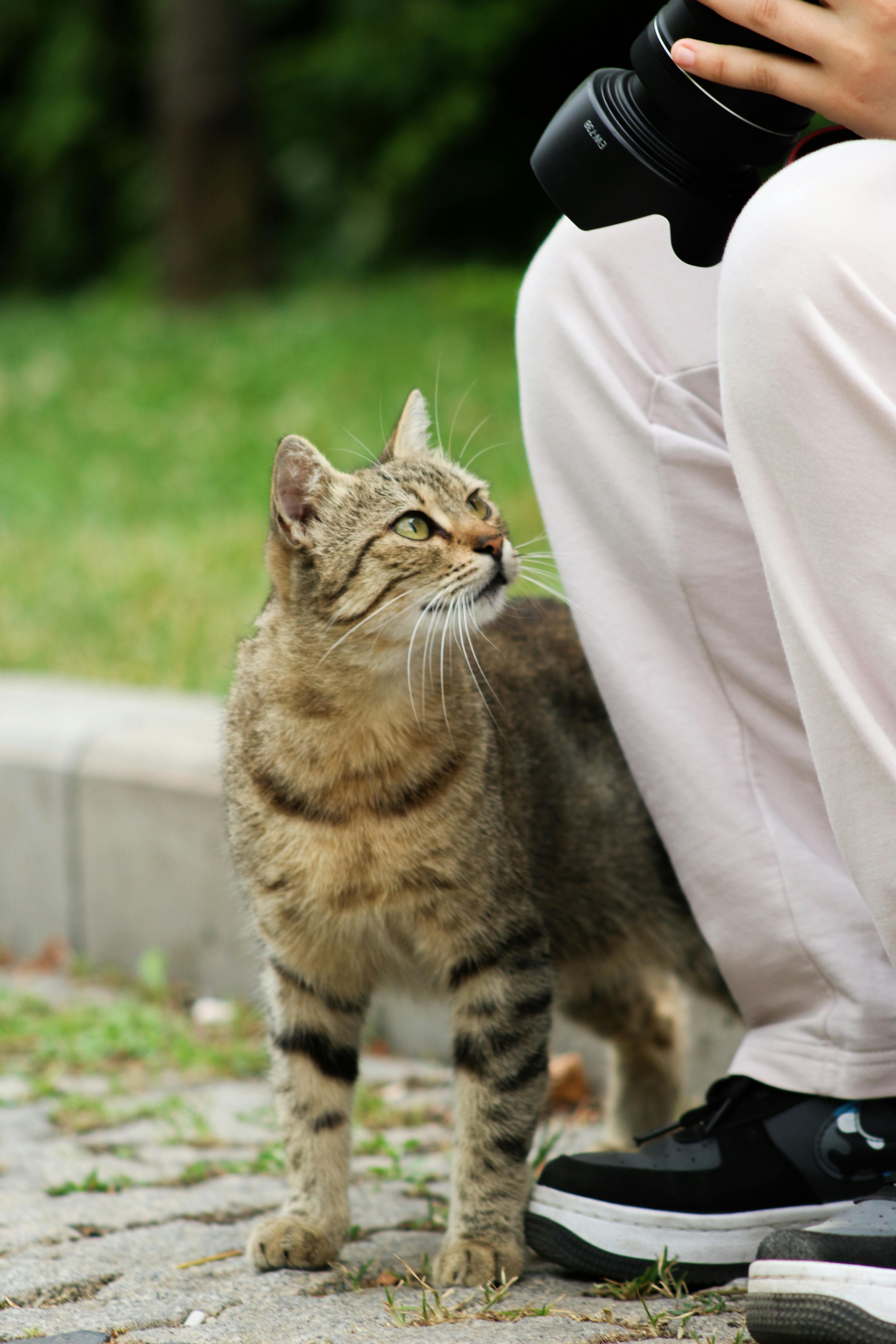 Traktorova Feli Photos, Download The BEST Free Traktorova Feli Stock ...