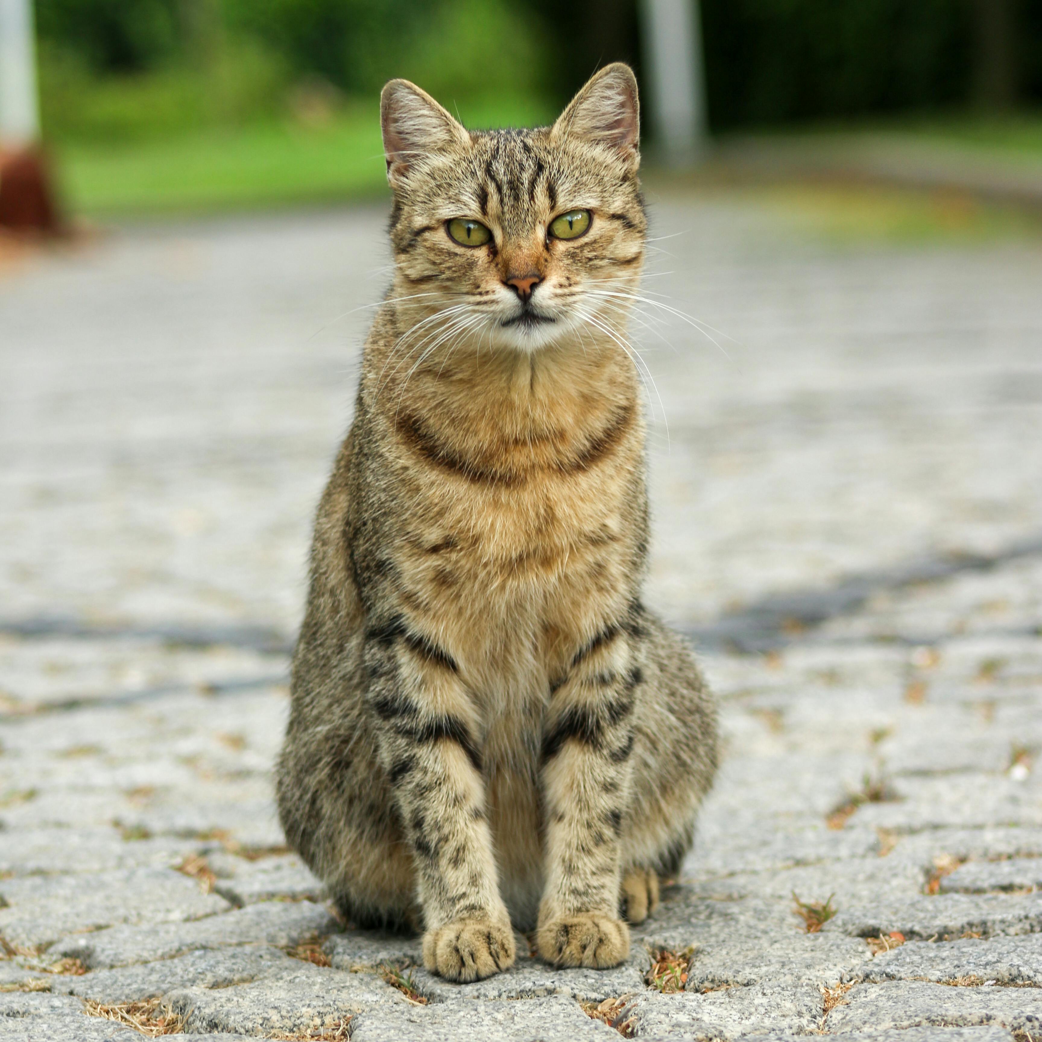 Close-up Portrait of a Tabby Cat Sitting Outdoors · Free Stock Photo