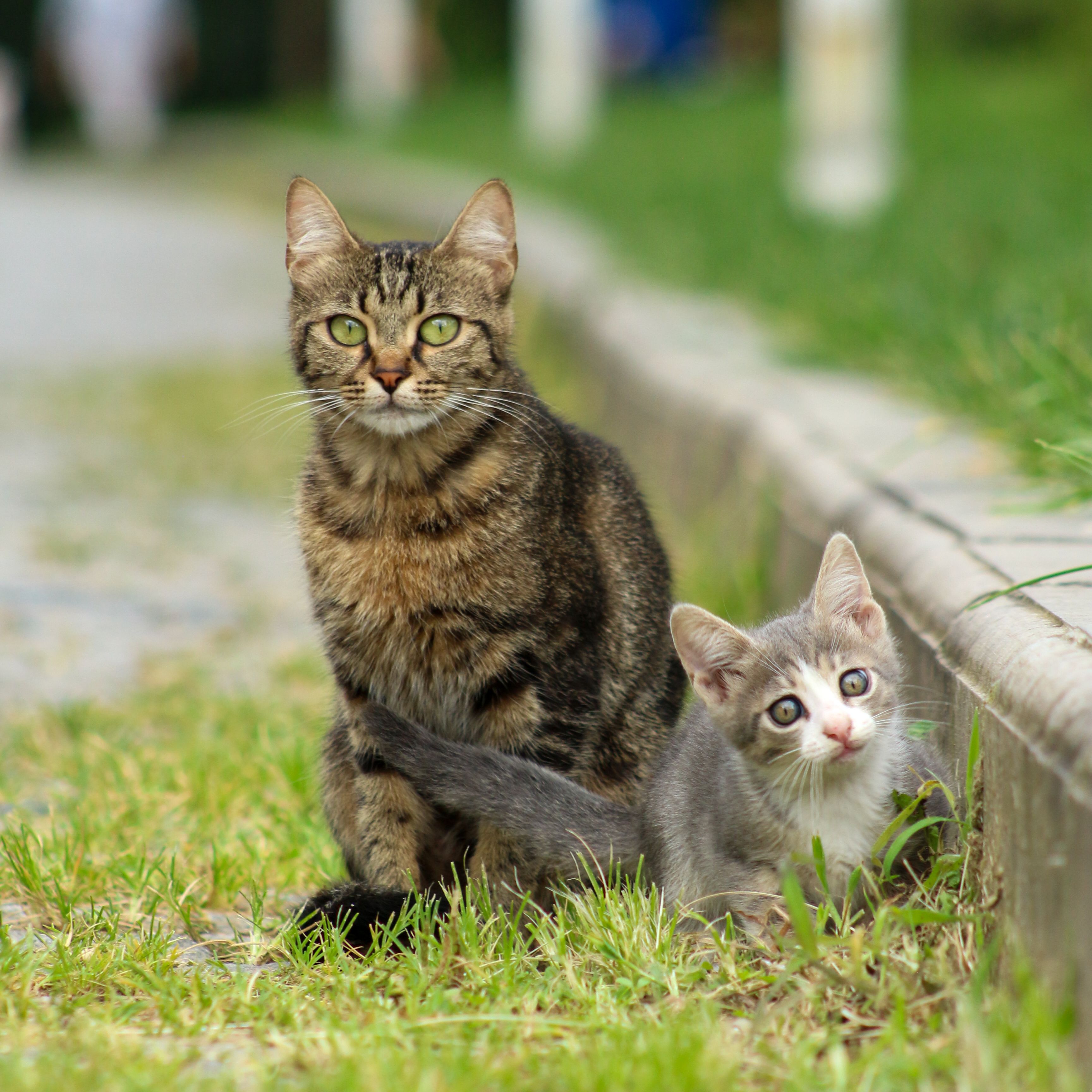 Adorable Cats in Grassy Outdoor Setting · Free Stock Photo