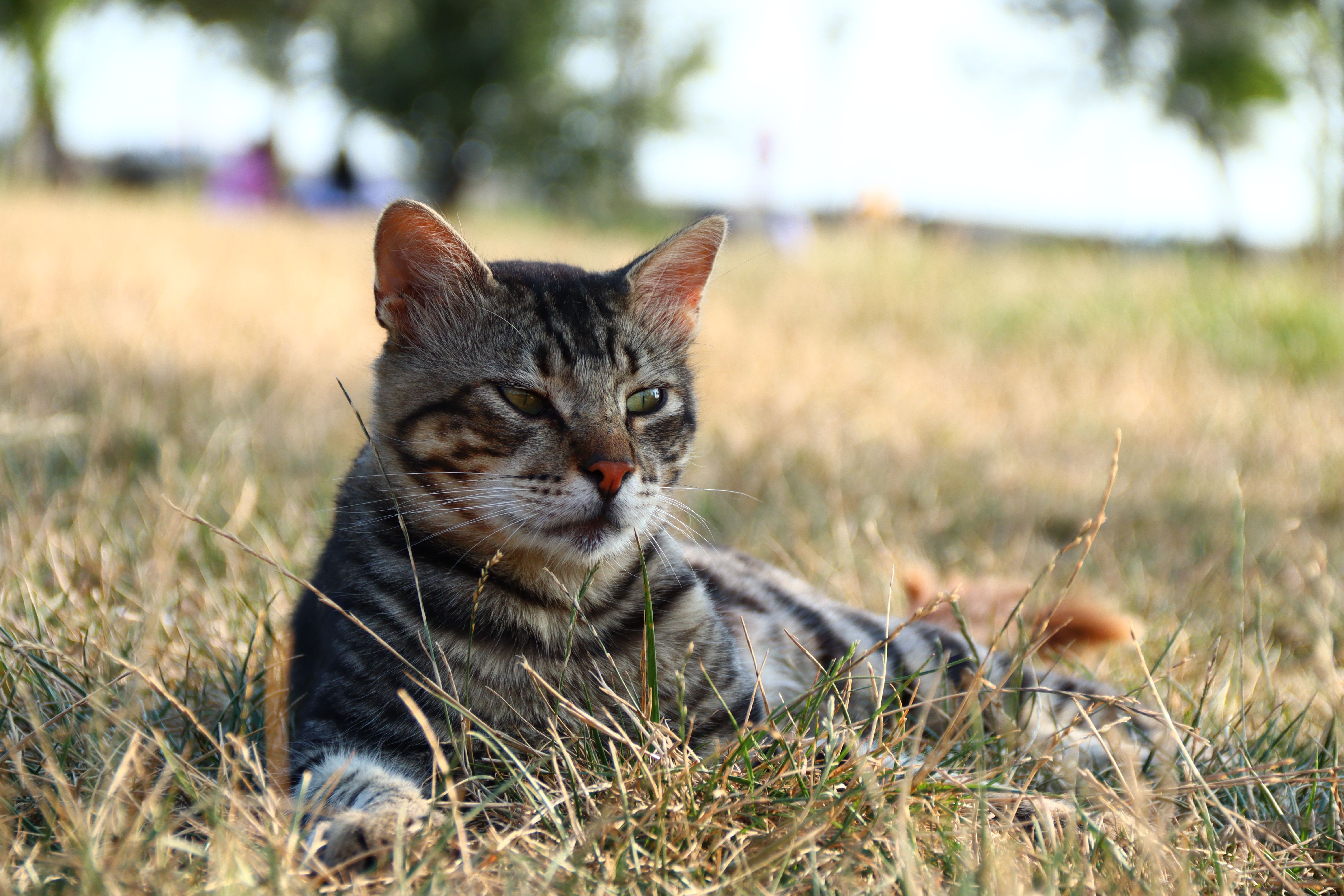 Cat In Landscape Photos, Download The BEST Free Cat In Landscape Stock ...