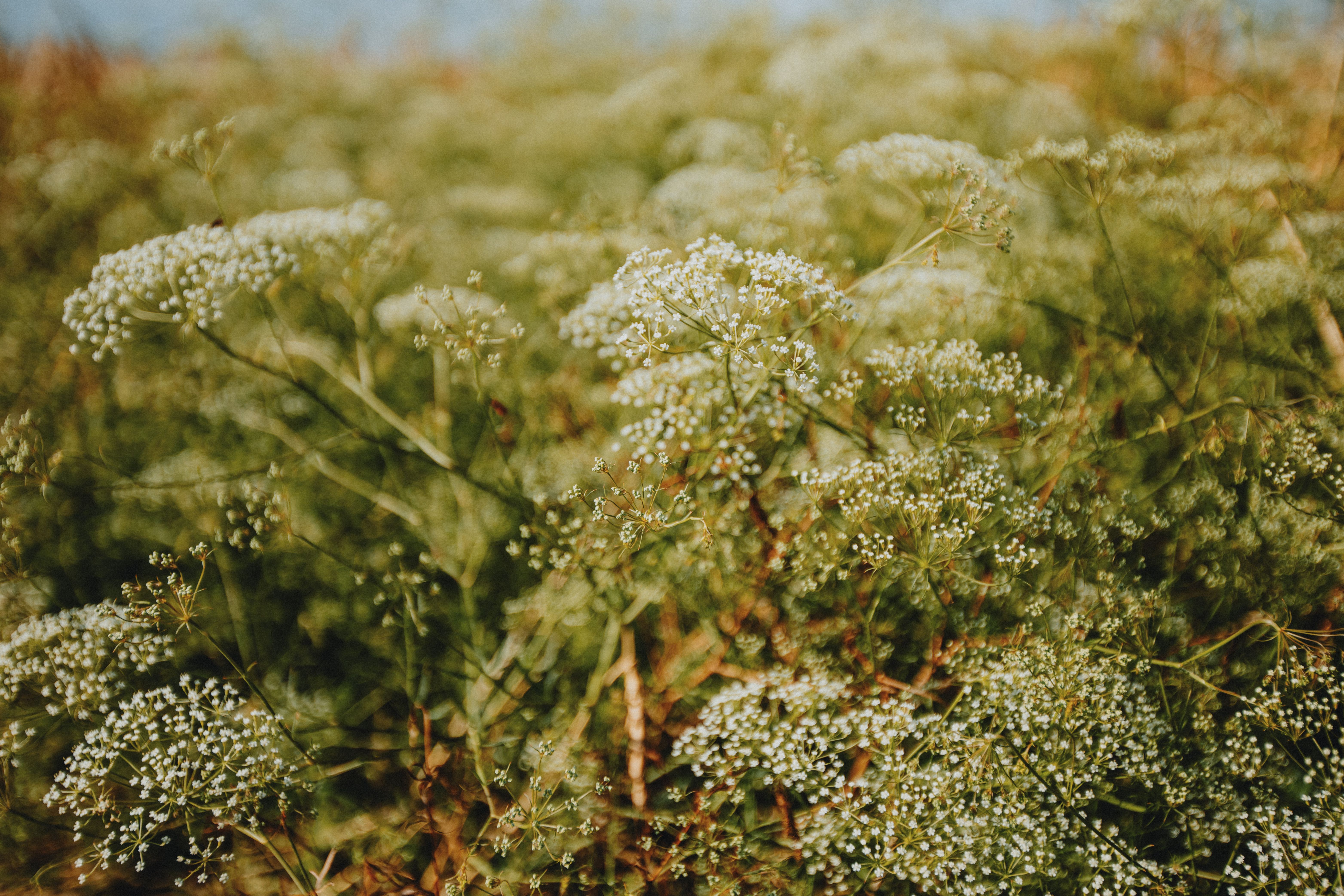 Green Grass And Flowers Field Photos, Download The BEST Free Green ...