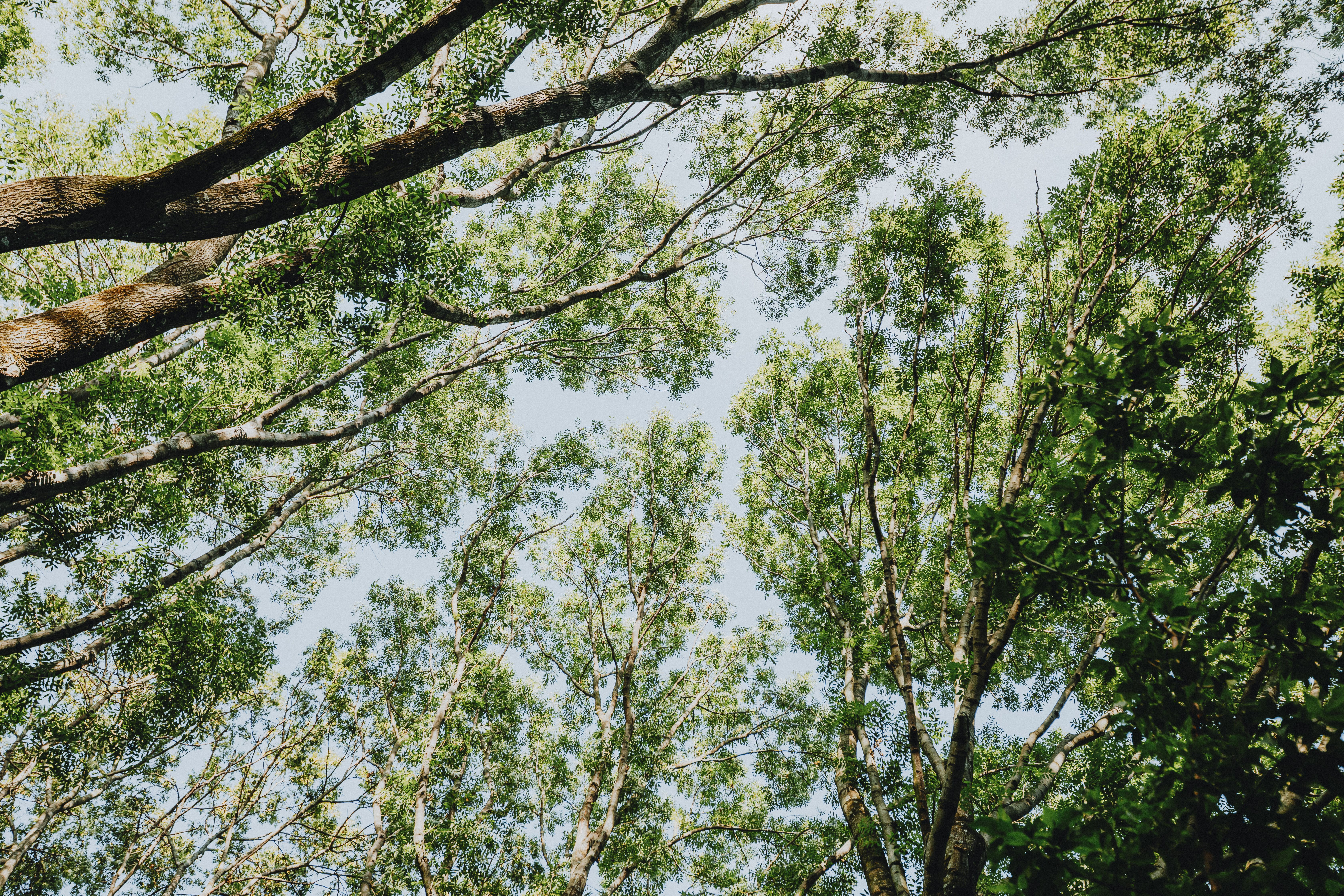 Lush Green Tree Canopy in Sunlit Forest · Free Stock Photo
