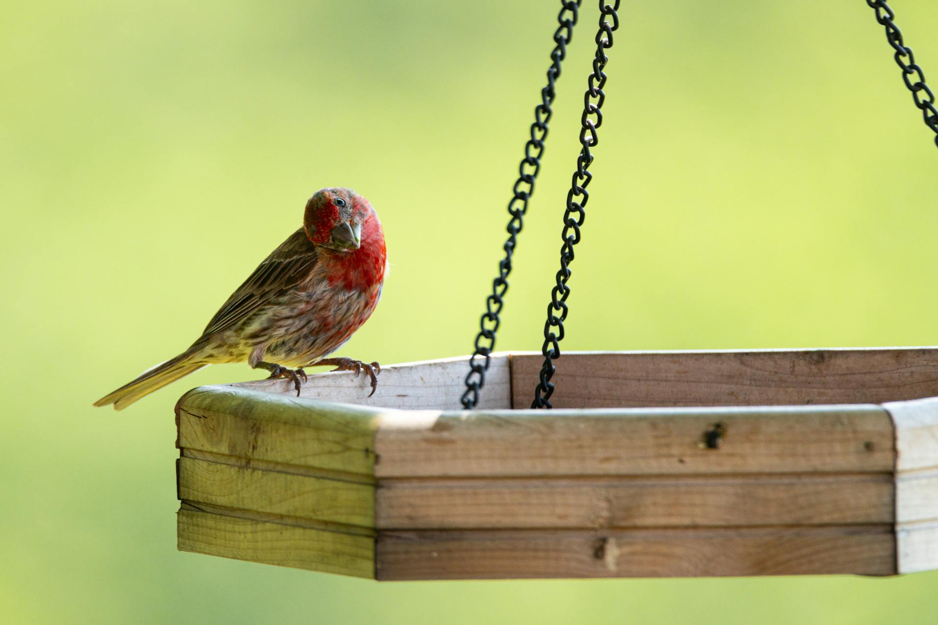Backyard Bird Identification: A Beginner's Guide