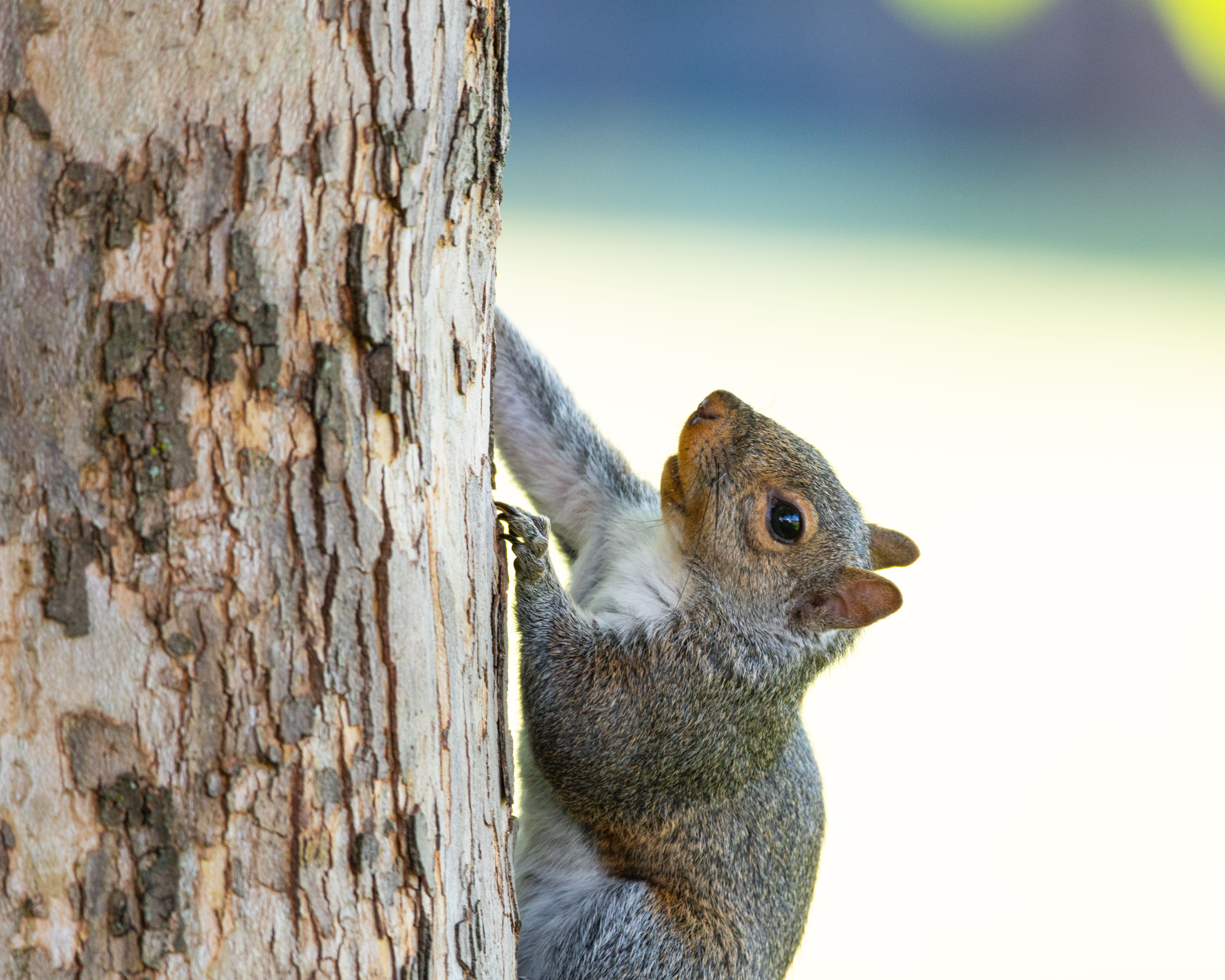 Eastern Grey Squirrel Climbing a Tree in Pennsylvania · Free Stock Photo