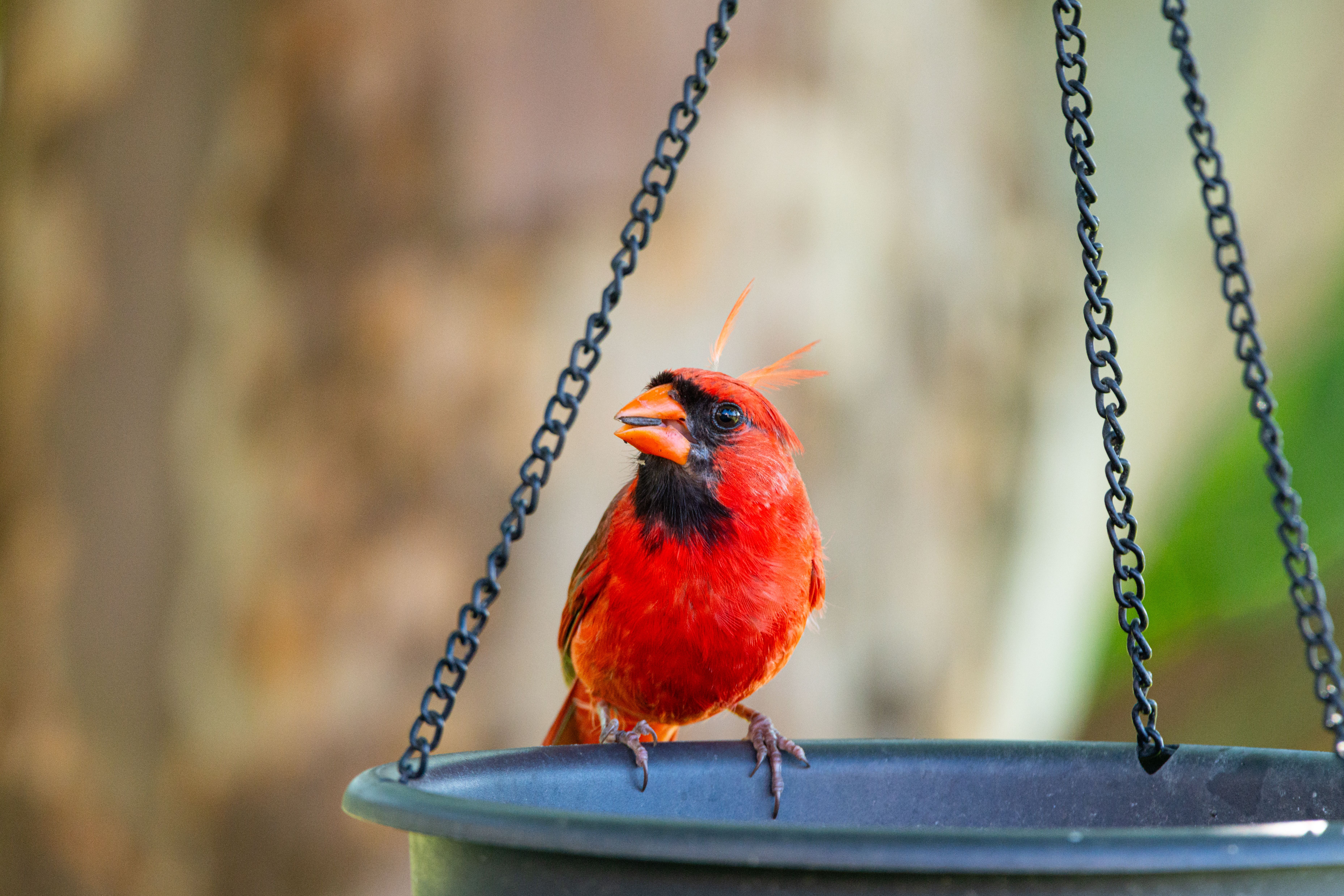 Red Robin Bird Vs Cardinal: A Colorful Feathered Comparison Photos ...
