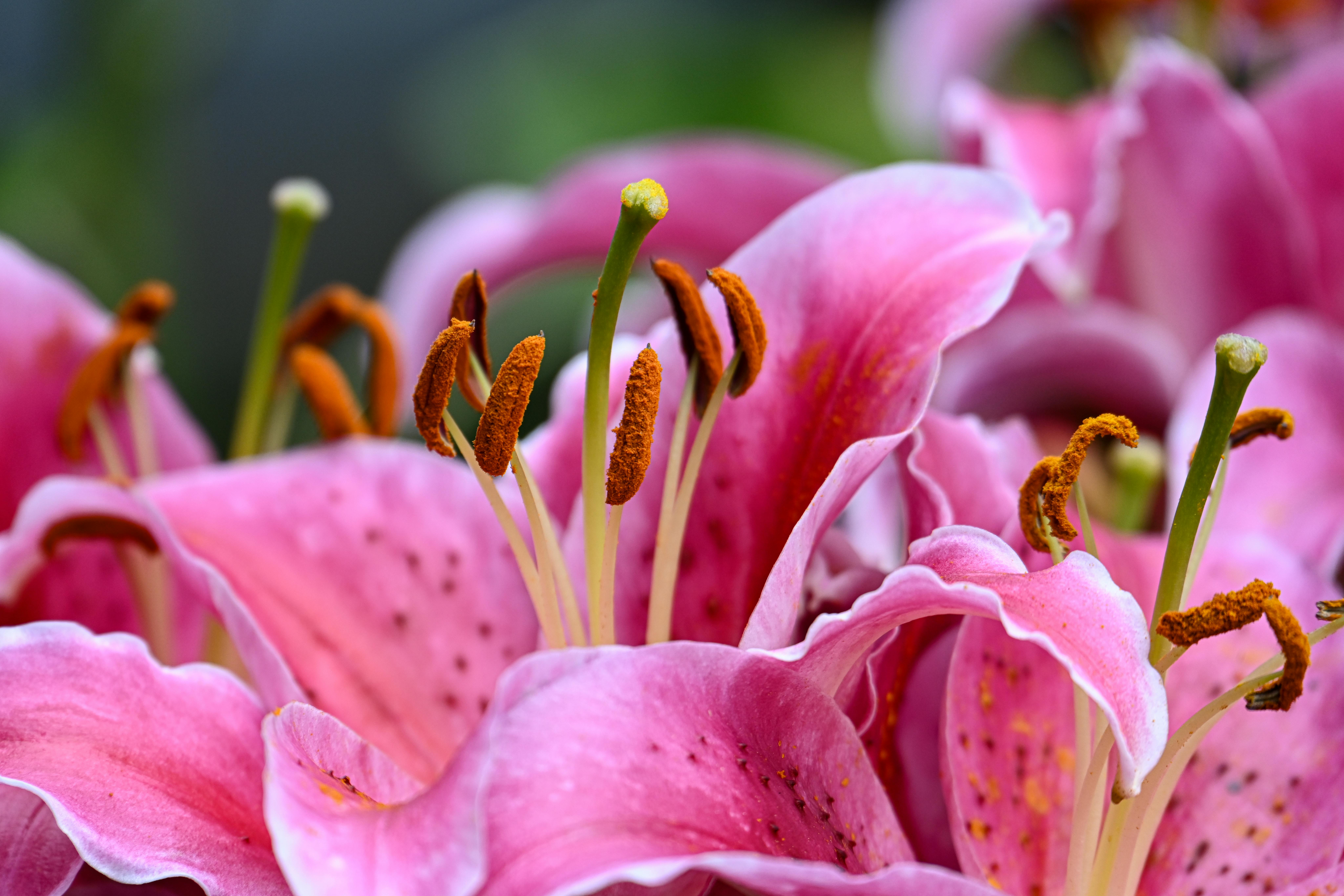 Vibrant Close-Up of Pink Lilies in Bloom · Free Stock Photo