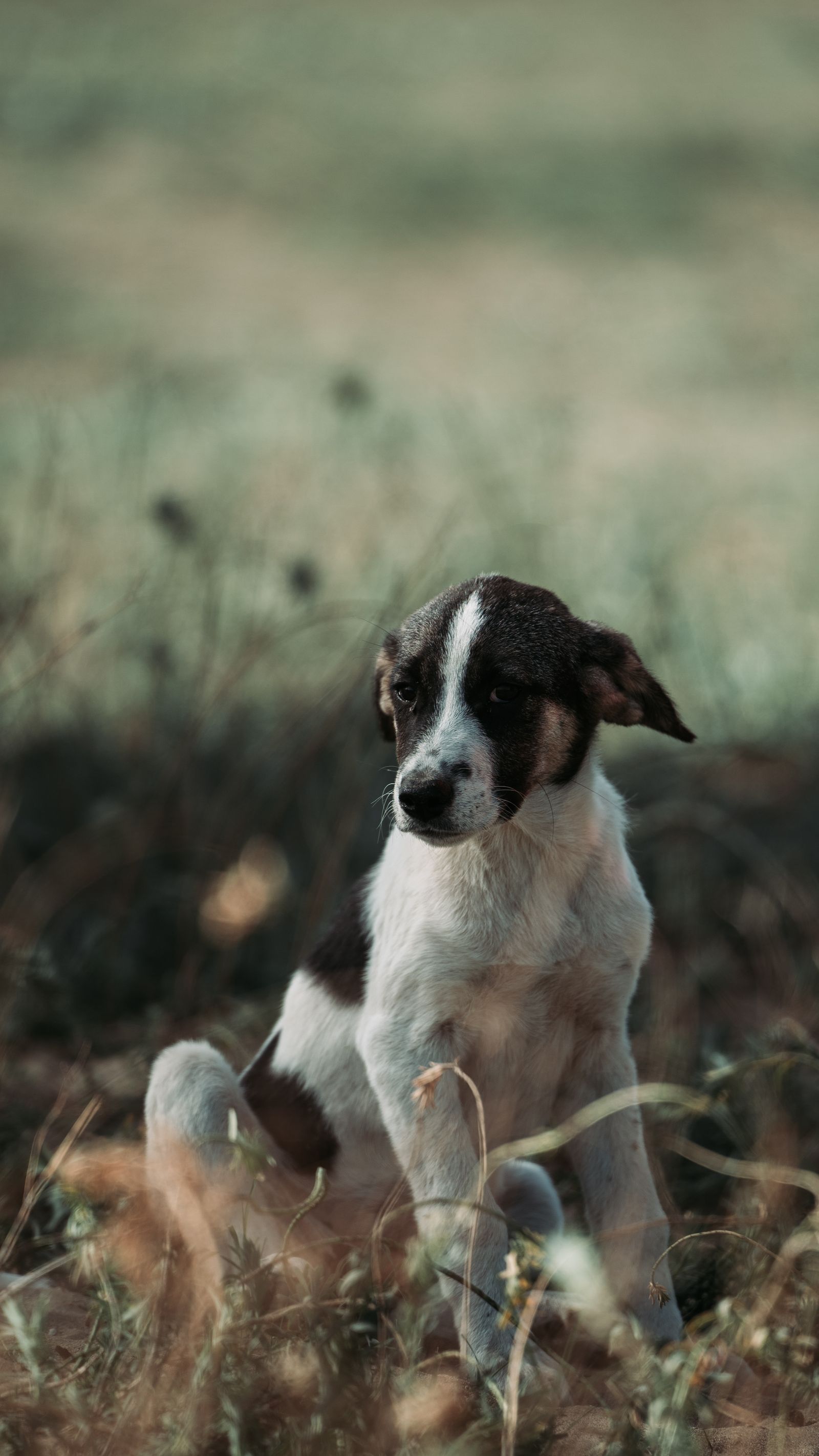 Dog In Field Photos, Download The BEST Free Dog In Field Stock Photos ...