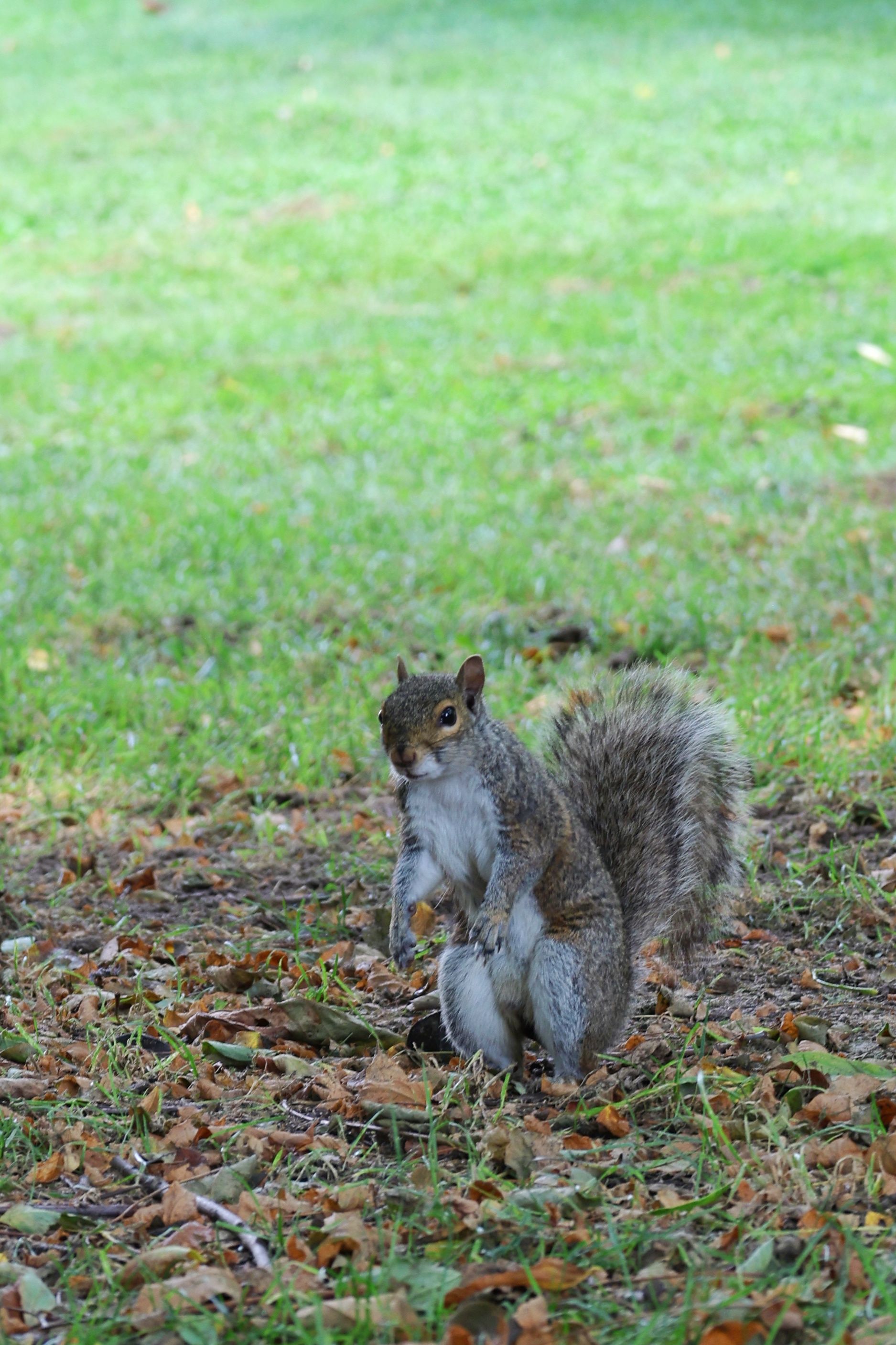 Eastern Gray Squirrel on Leafy Ground in New York Park · Free Stock Photo