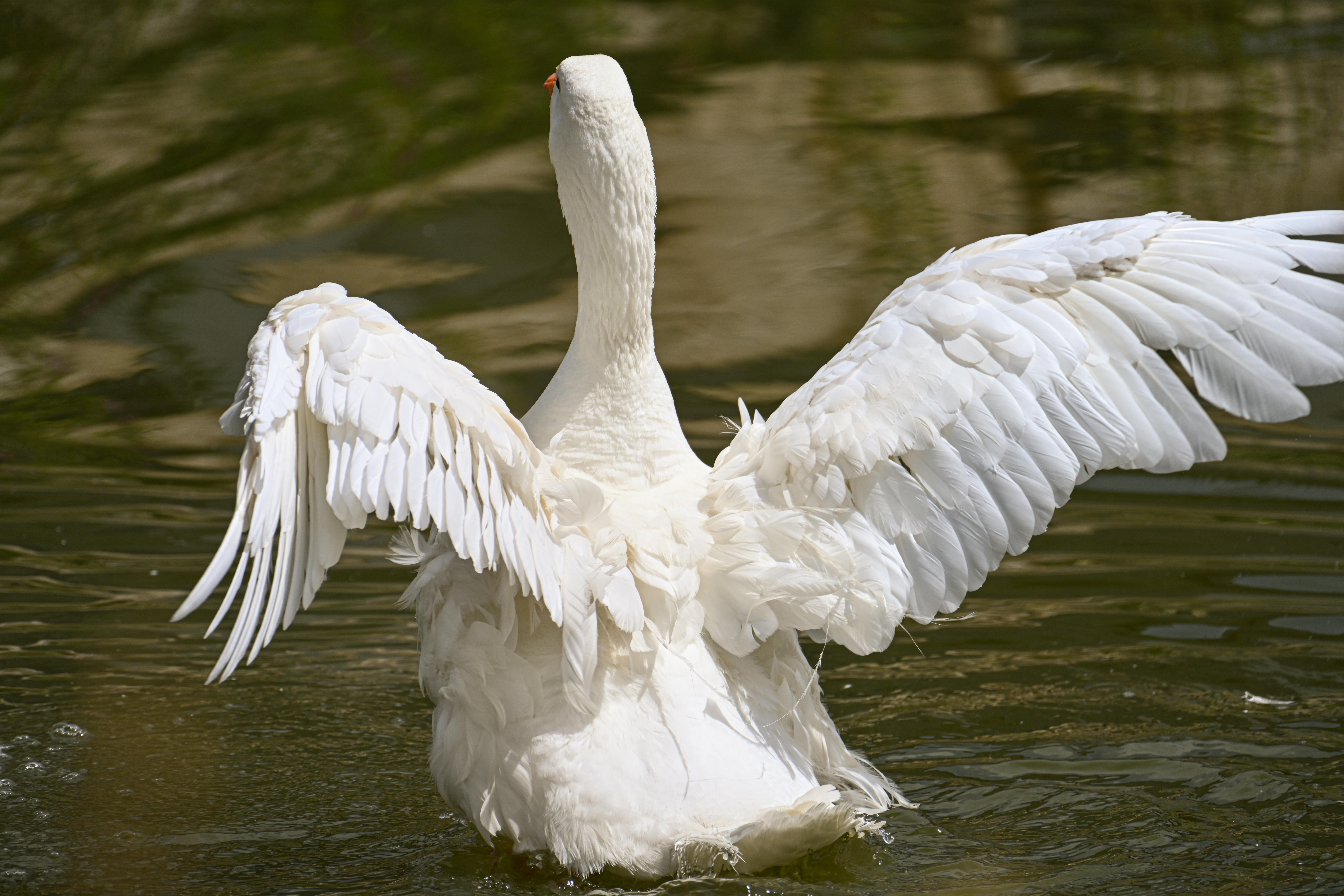 Wings Flapping Photos, Download The BEST Free Wings Flapping Stock ...