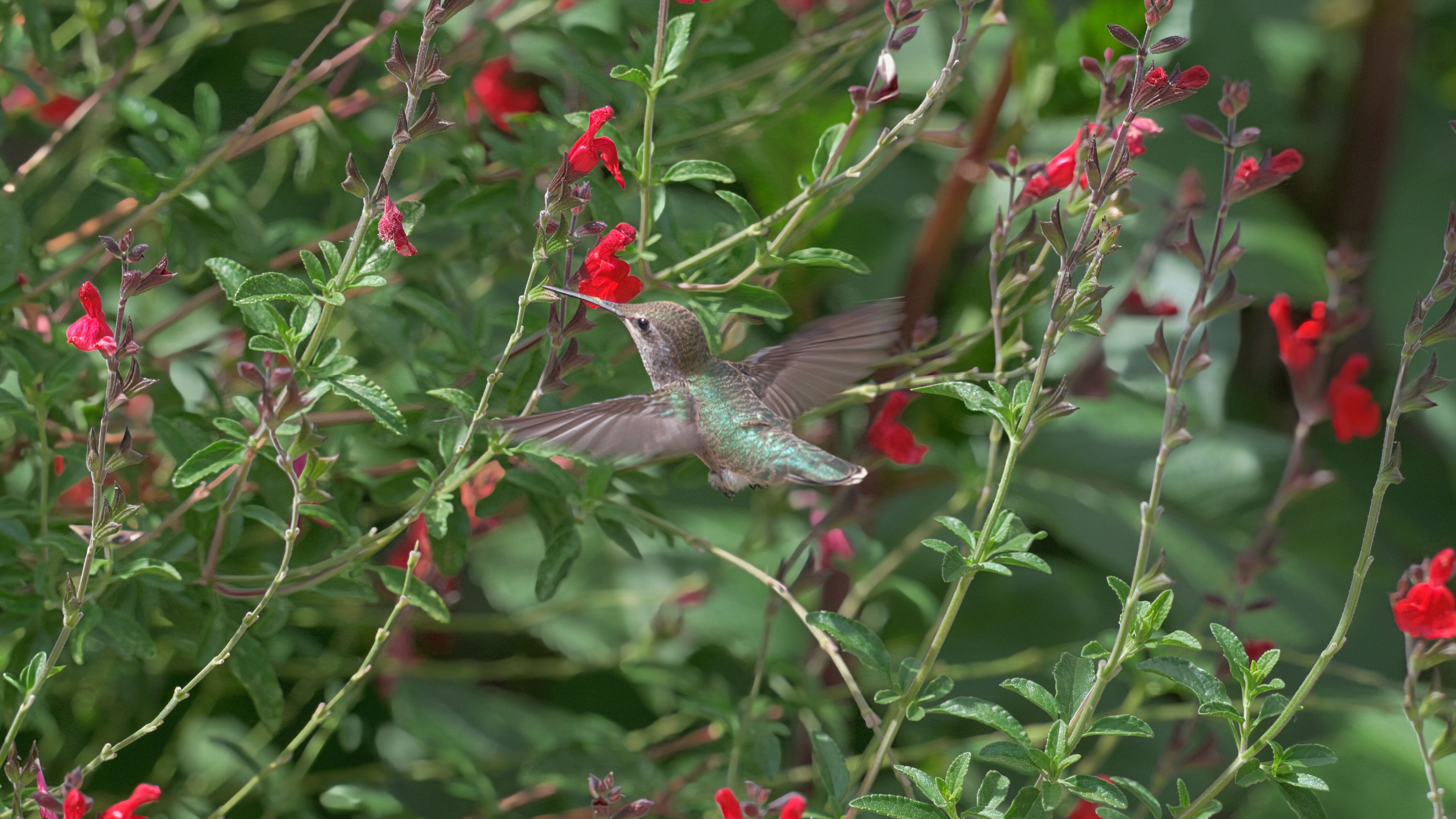 Flying Hummingbird Surrounded By Flowering Plants Photos, Download The ...