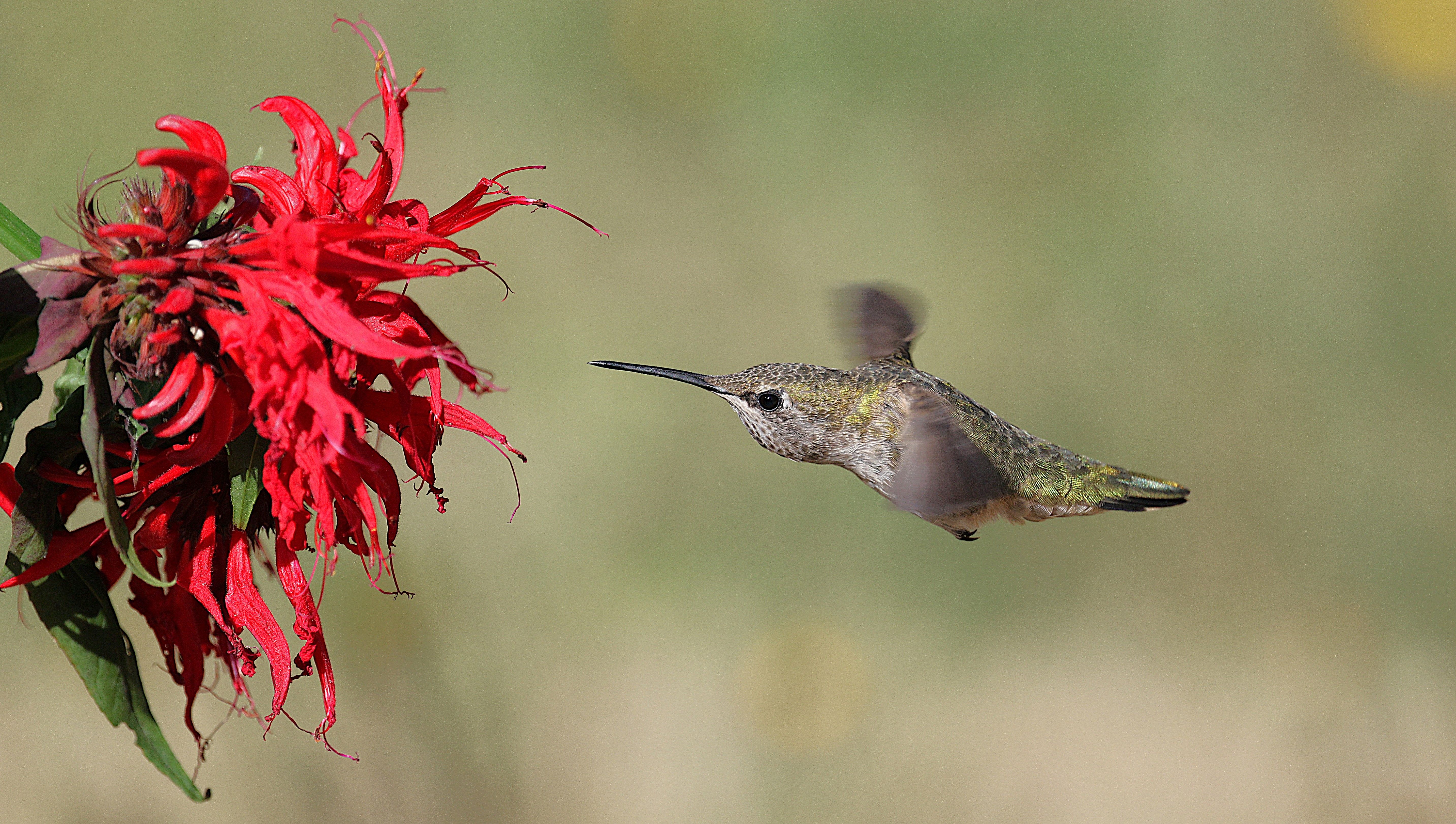 Colibrí De Ana Con Flor Roja En El Jardín · Foto de stock gratuita