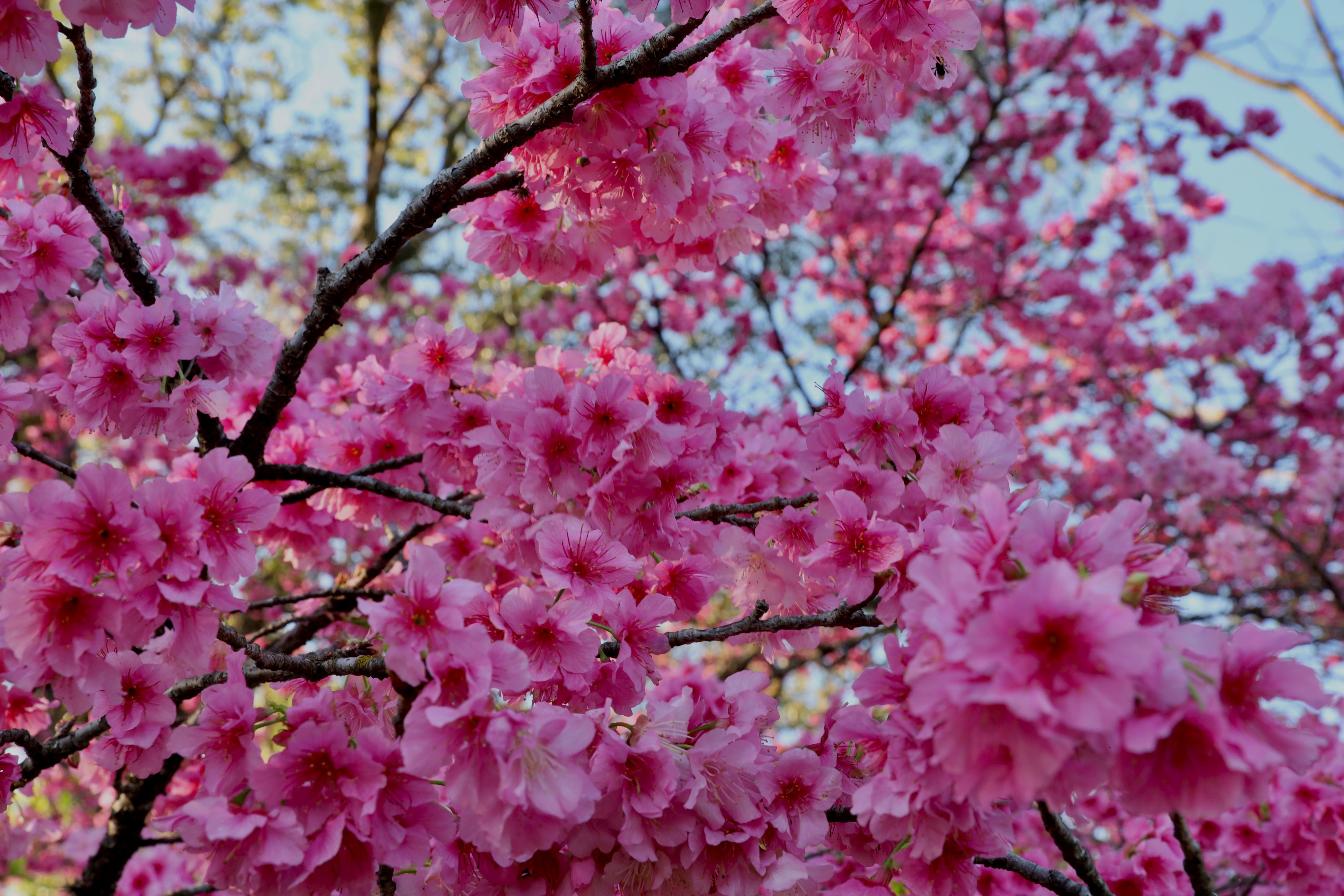 Buds On Trees Photos, Download The BEST Free Buds On Trees Stock Photos ...