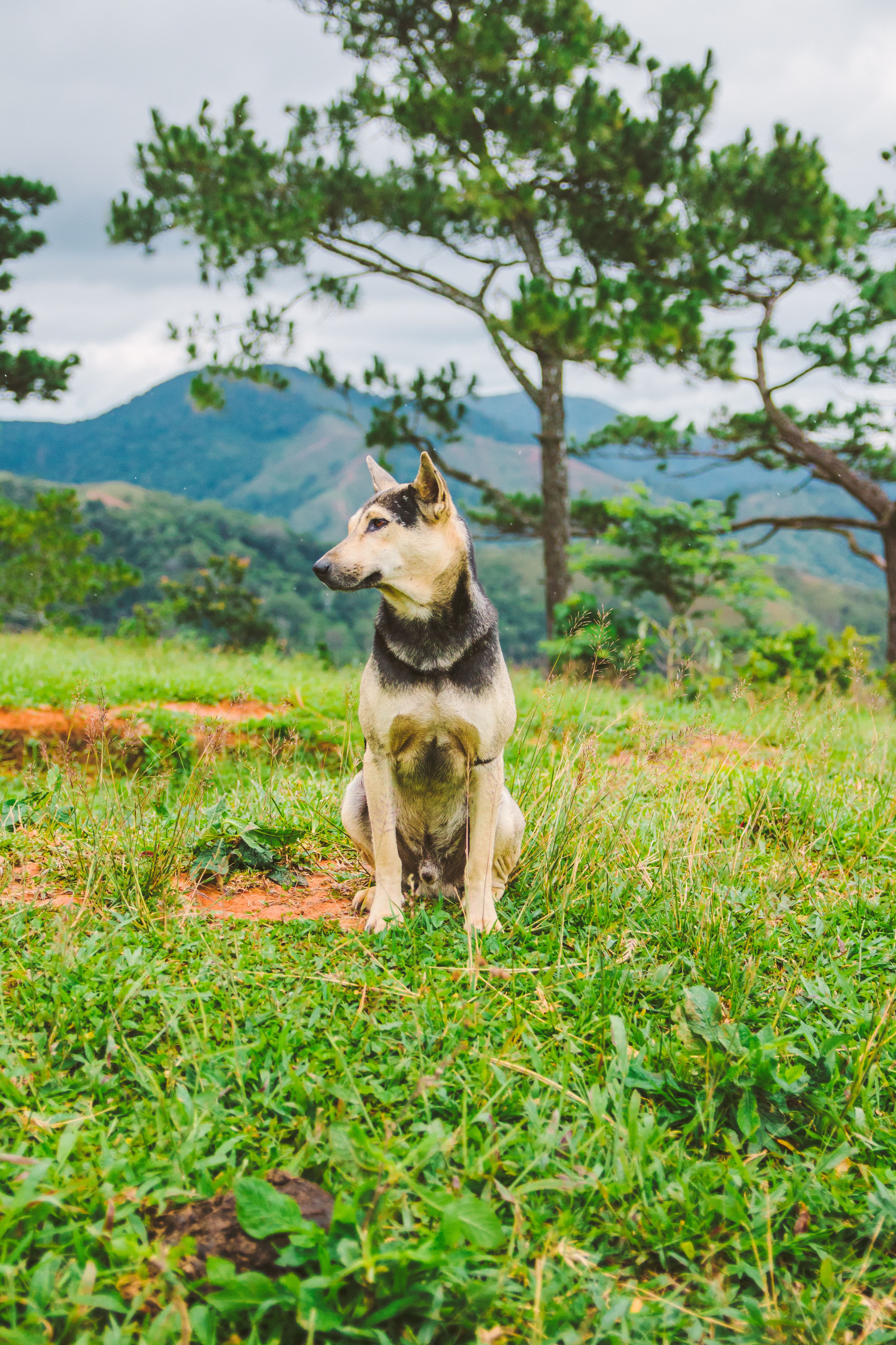Beautifully Dog Photos, Download The BEST Free Beautifully Dog Stock ...