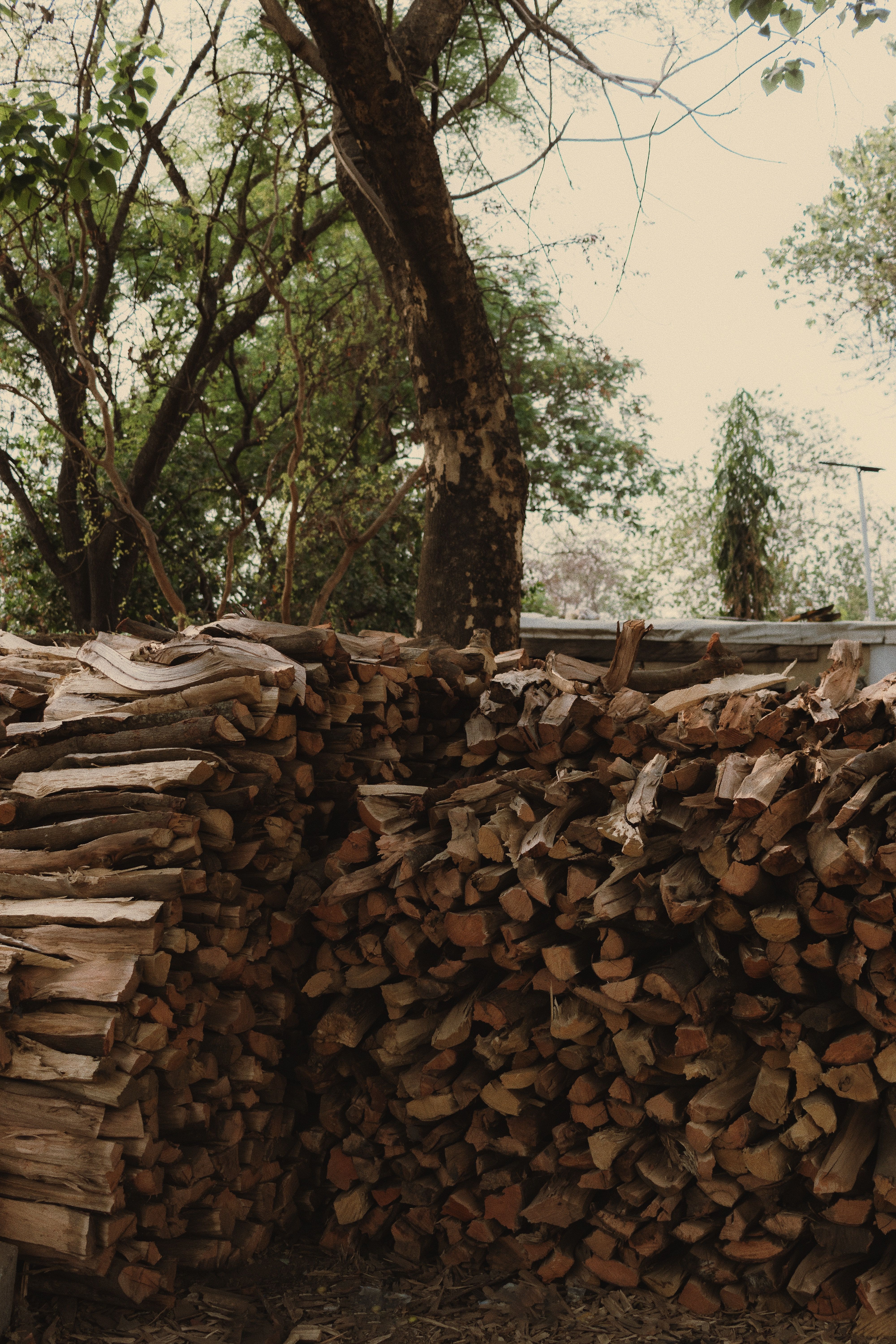 Stacked Firewood in Nigerian Woodland Setting · Free Stock Photo