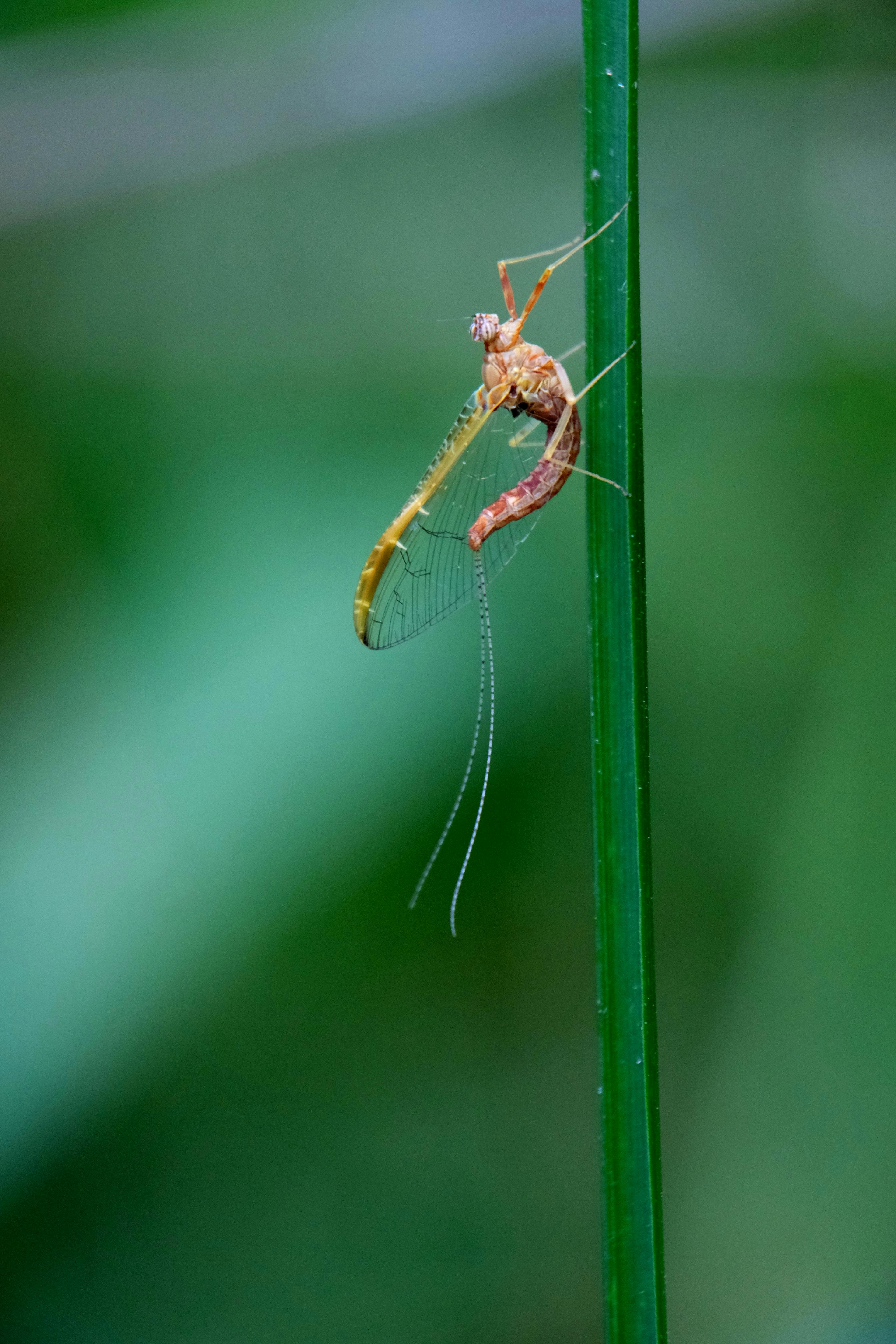Mayflies Photos, Download The BEST Free Mayflies Stock Photos & HD Images