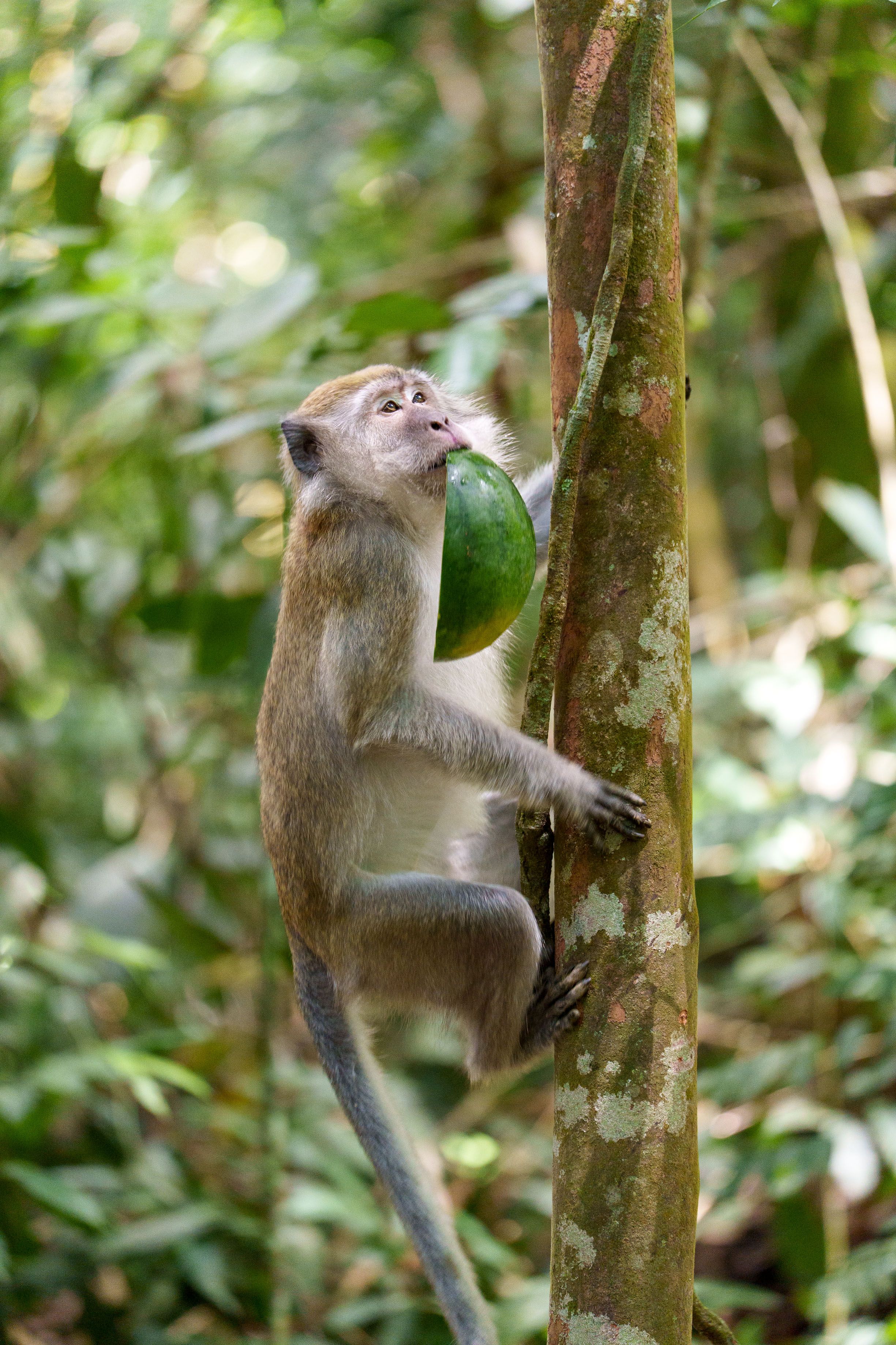 Monkey Climbing a Tree with Fruit in Indonesian Jungle · Free Stock Photo