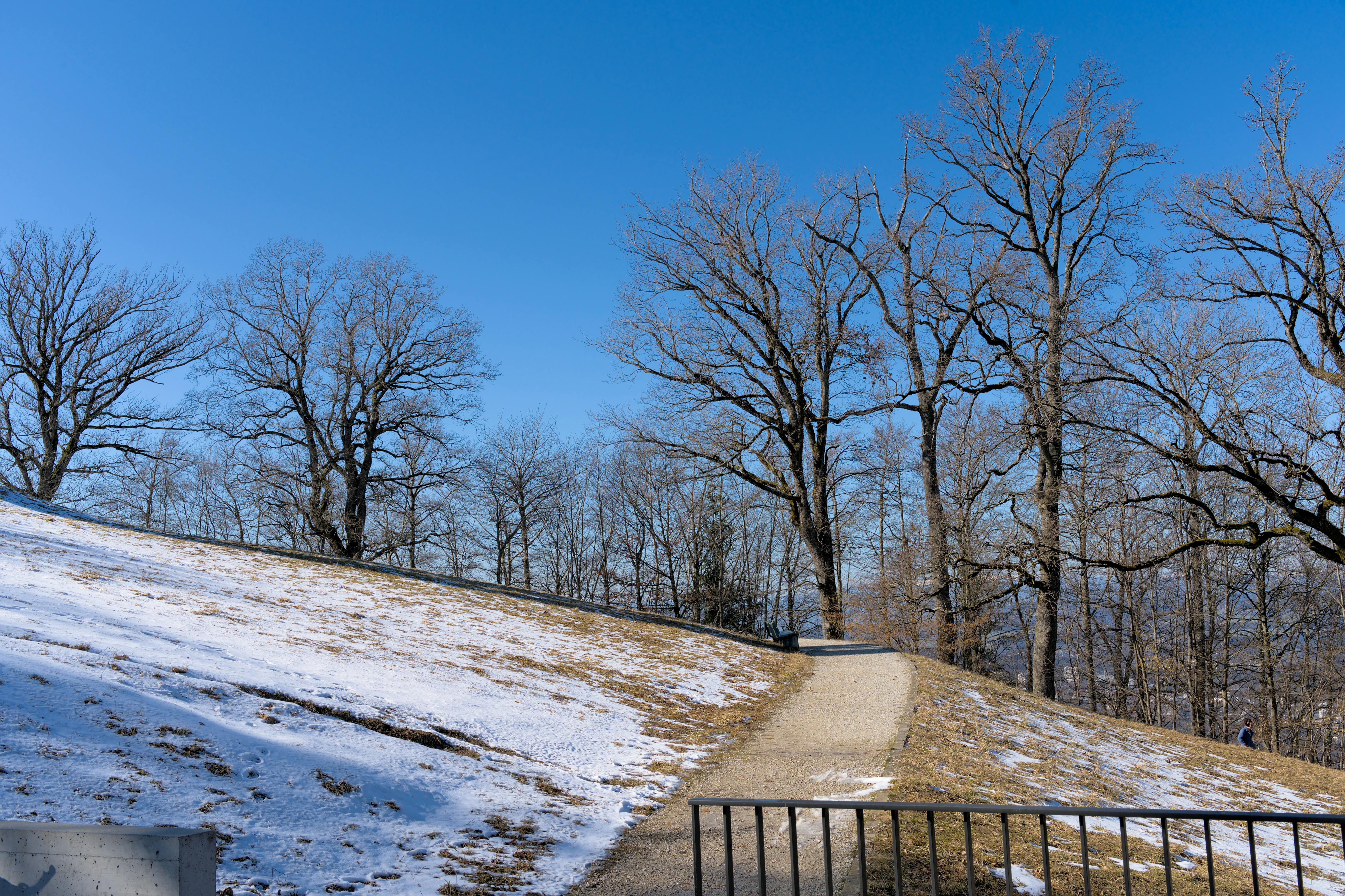 Winter Pathway in Snowy Forest Landscape · Free Stock Photo