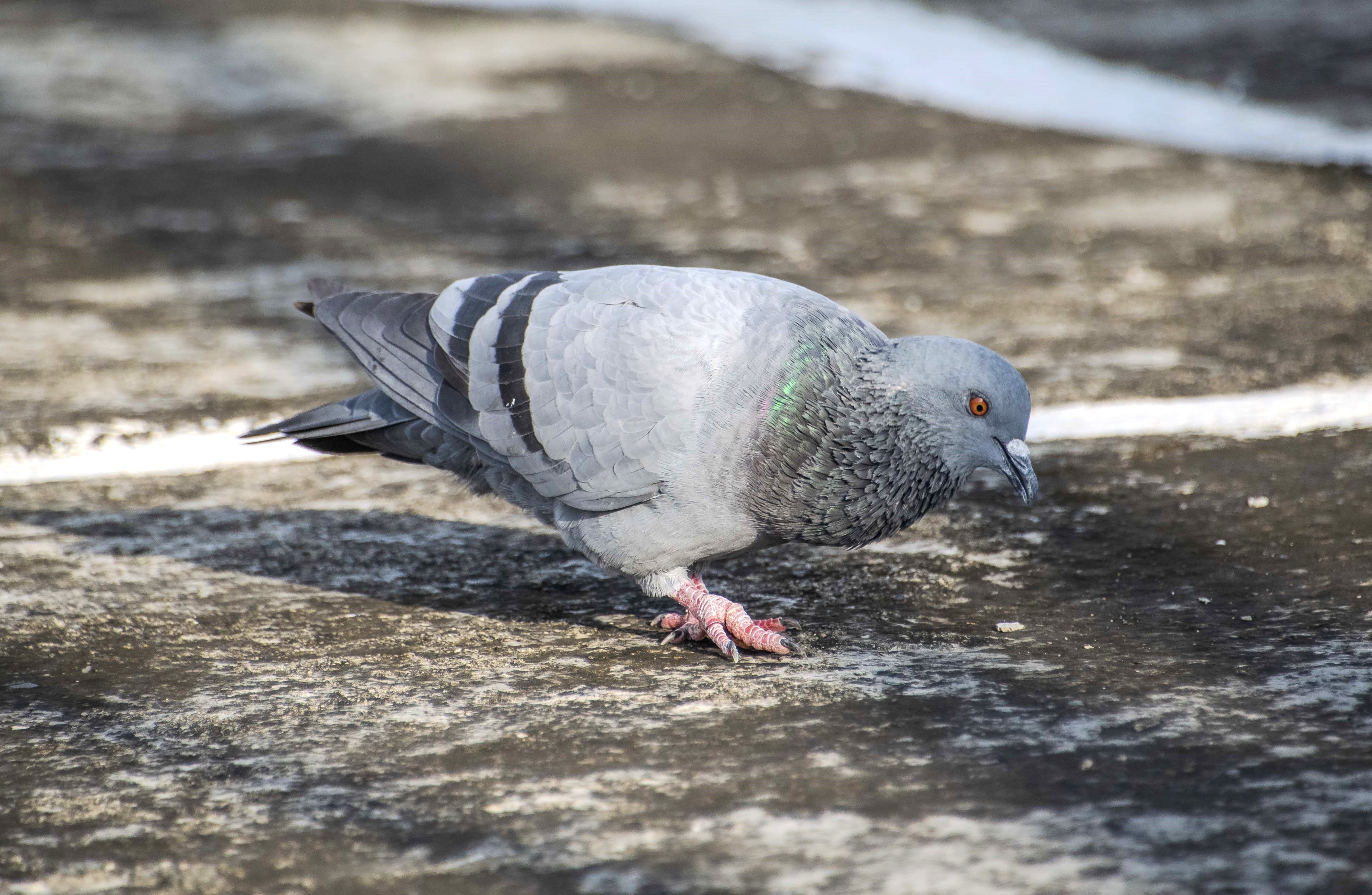 Close-up of a Pigeon on a Concrete Surface · Free Stock Photo