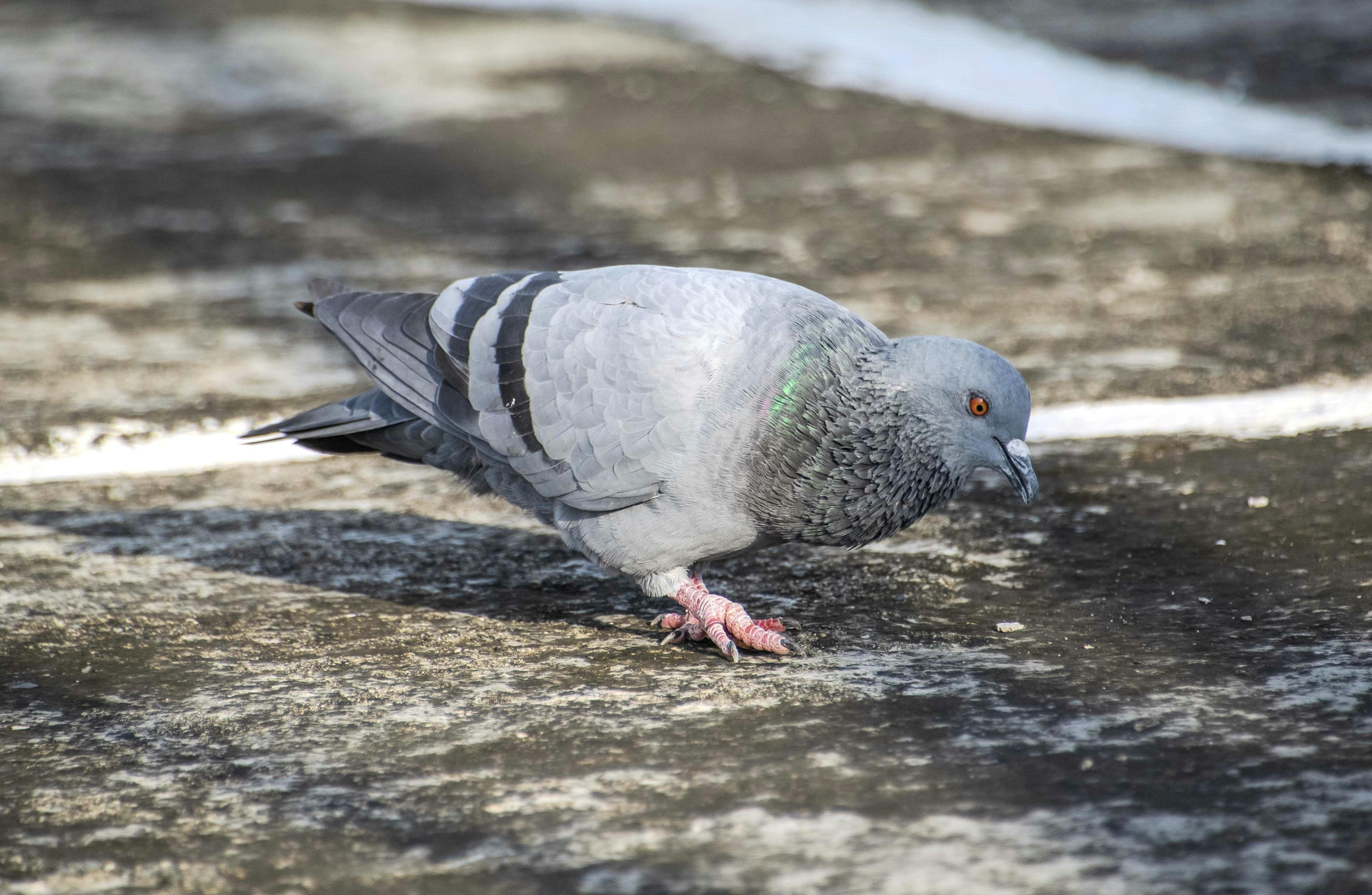 Pigeon Flaying Photos, Download The BEST Free Pigeon Flaying Stock ...