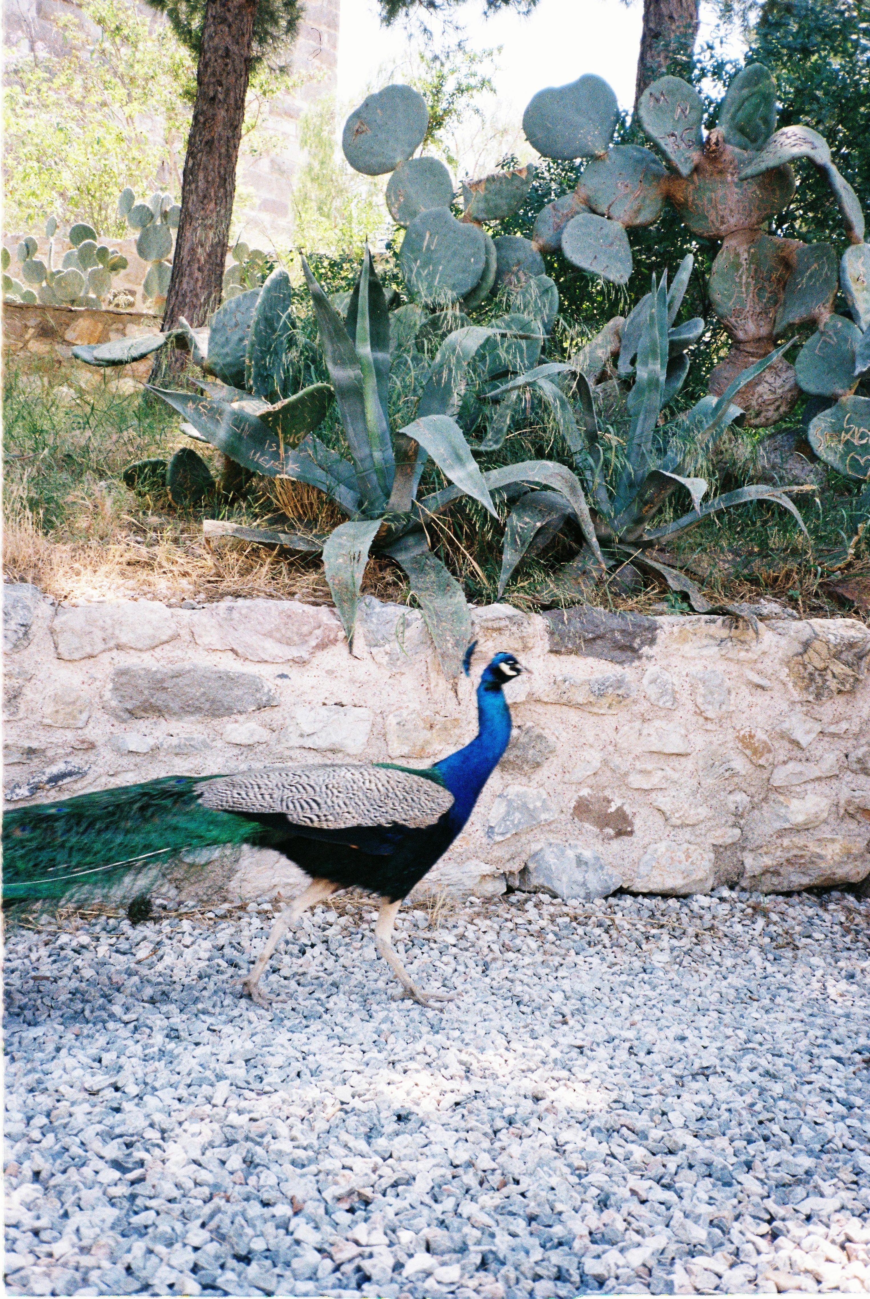 Elegant Peacock Strolling in Botanical Garden · Free Stock Photo