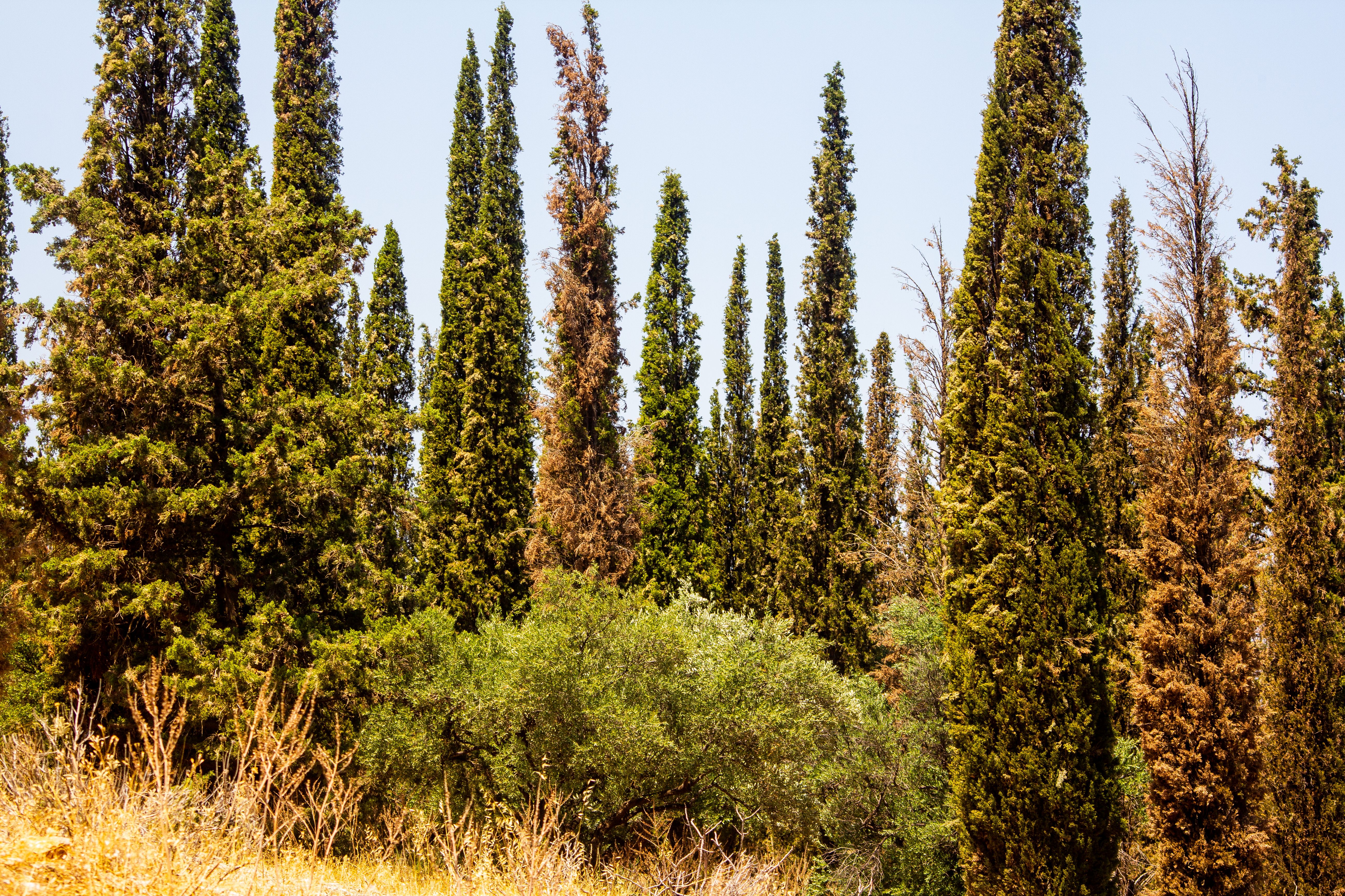 Tall Cypress Trees in Sunlit Mediterranean Forest · Free Stock Photo