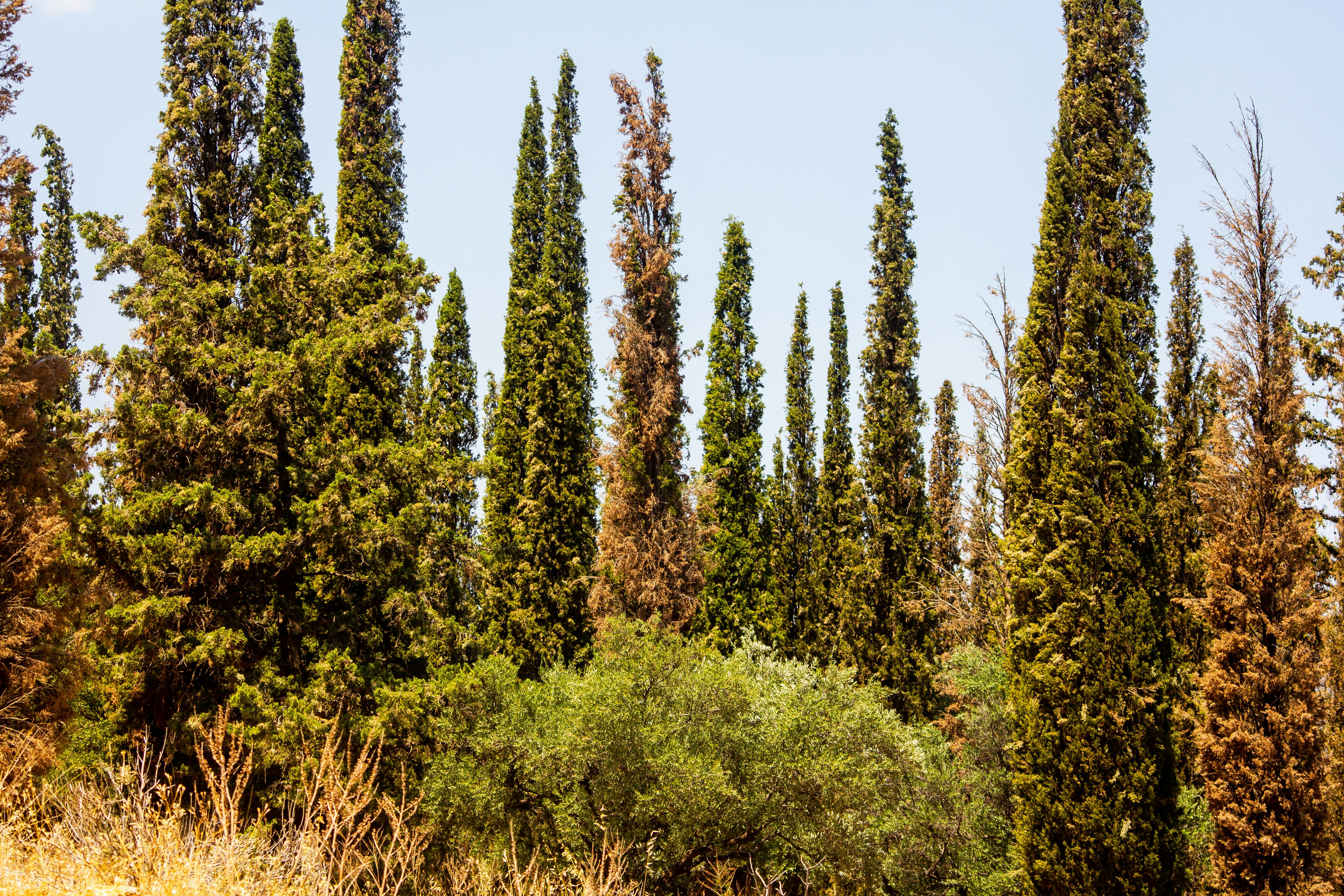 Tall Trees Landscape Photos, Download The BEST Free Tall Trees ...