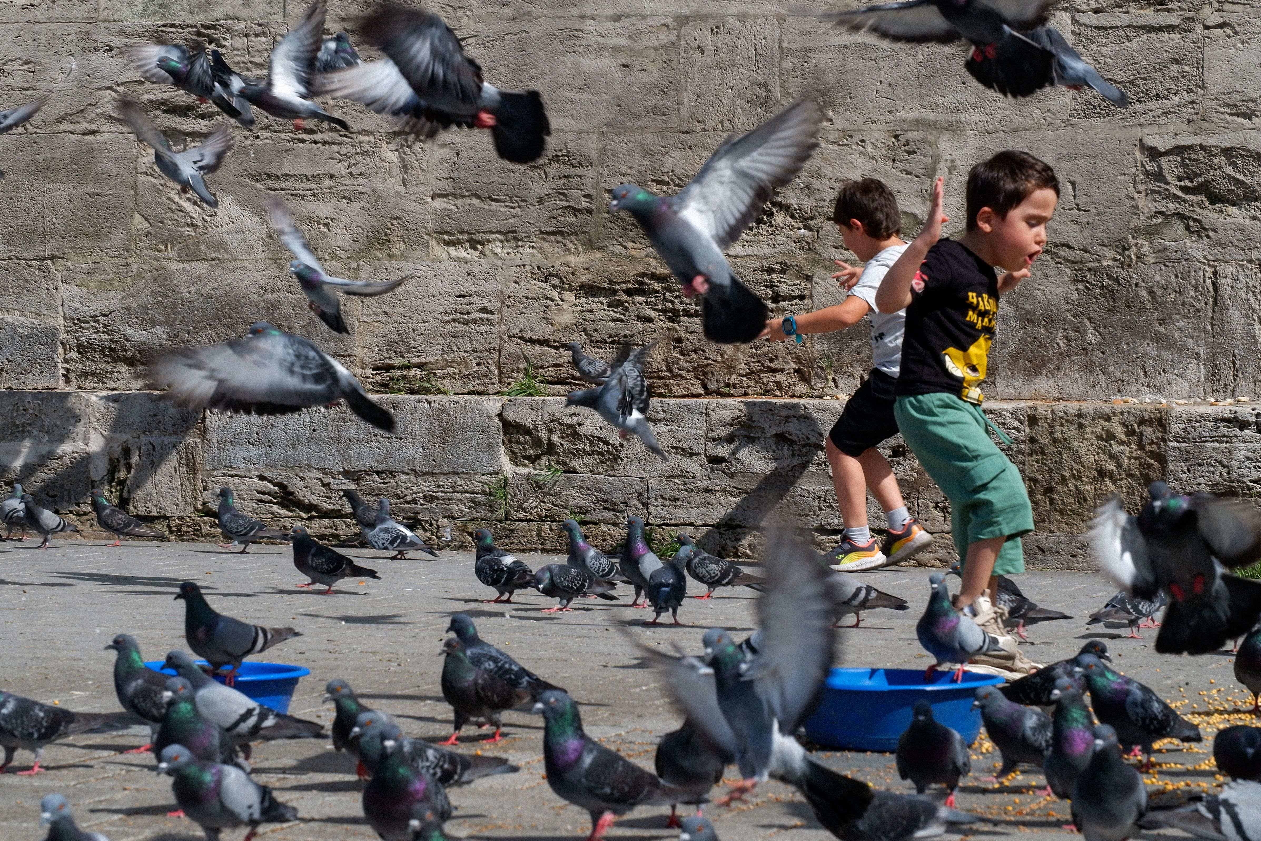Children Playing with Pigeons Outdoors · Free Stock Photo