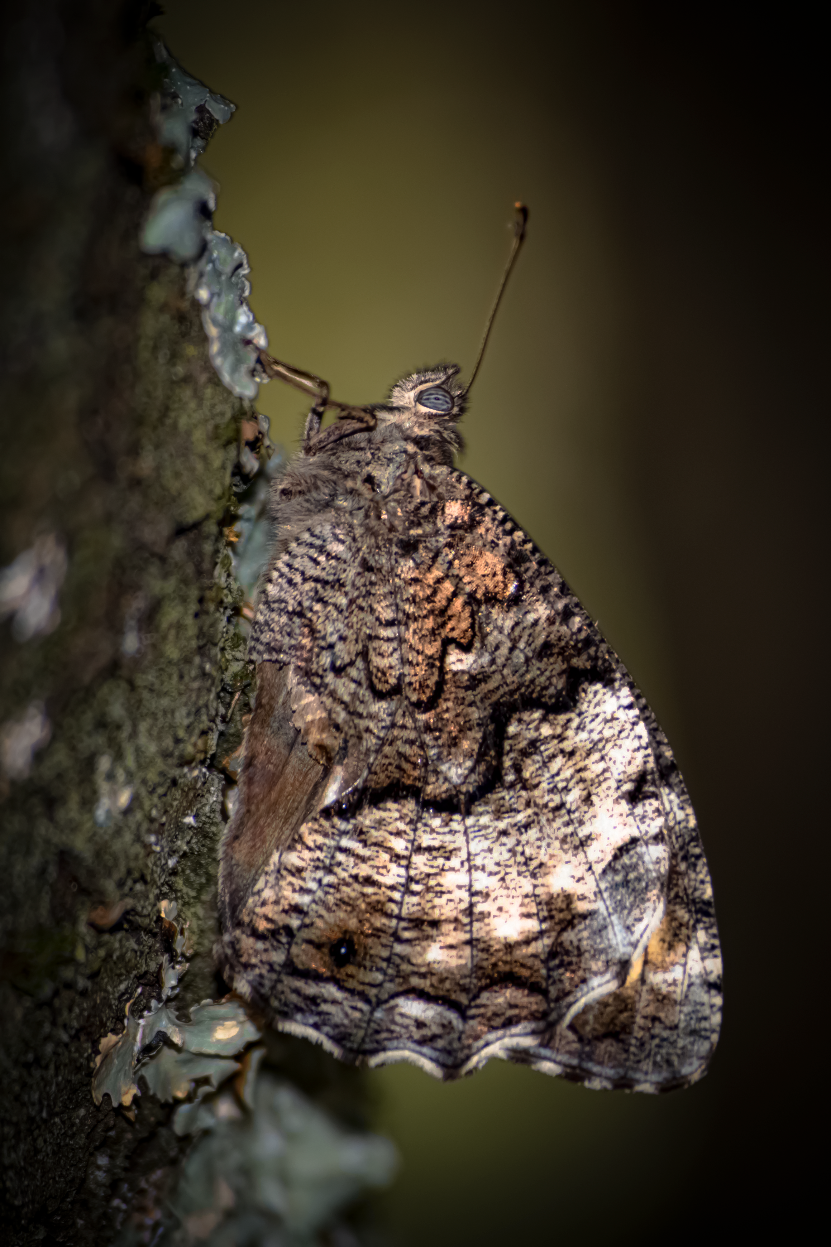 Camouflage Moth Photos, Download The BEST Free Camouflage Moth Stock ...