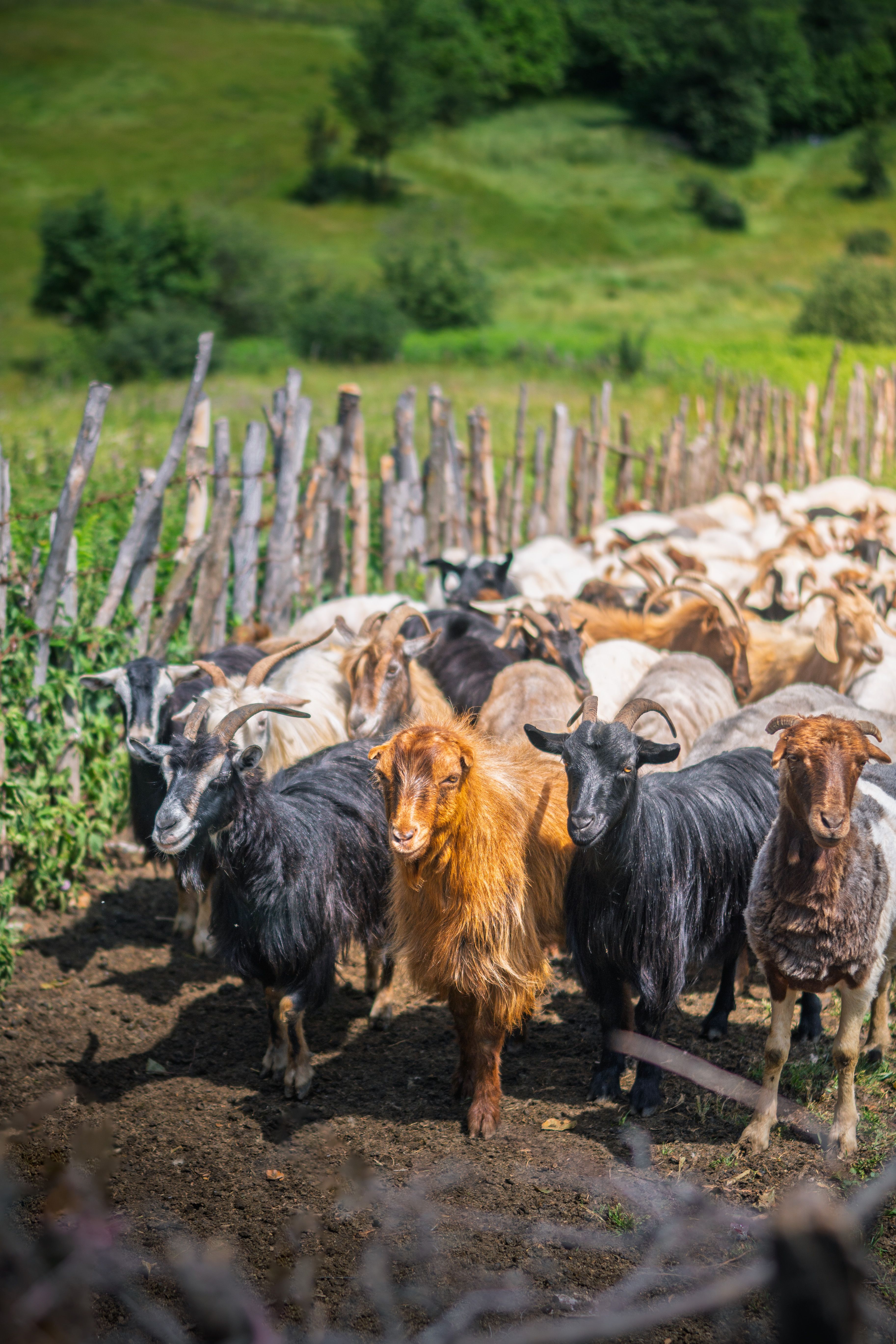 Herd of Goats in a Picturesque Rural Pasture · Free Stock Photo
