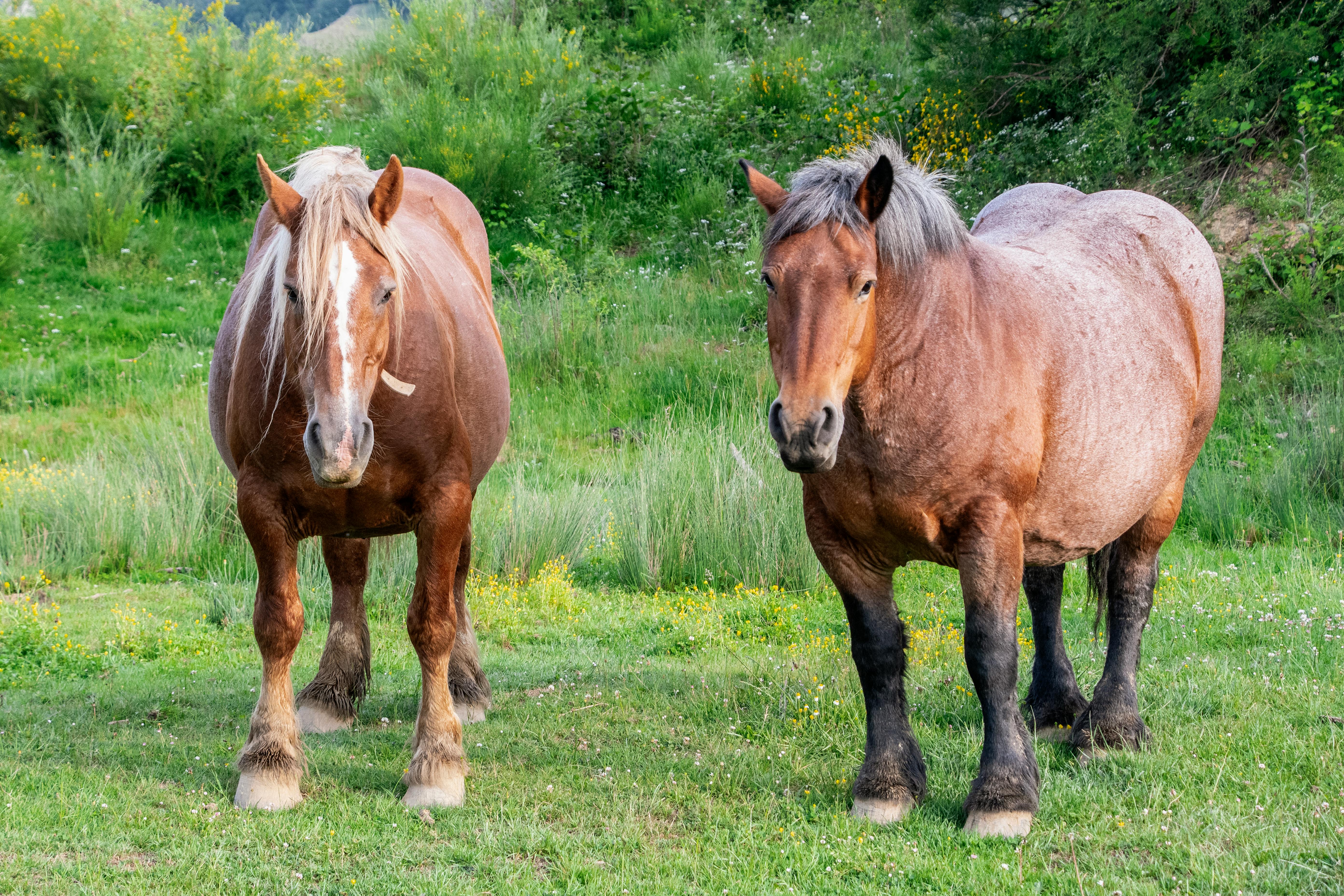 Different Breeds of Draft Horses: History & Uses