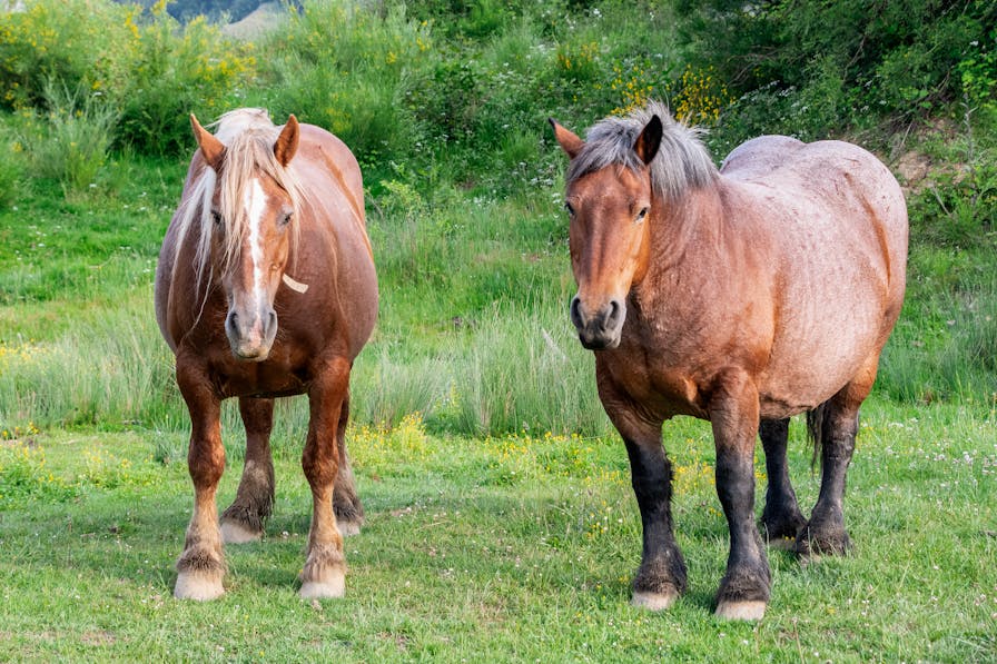 Exploring Types of Draft Horses: From Percheron to Shire