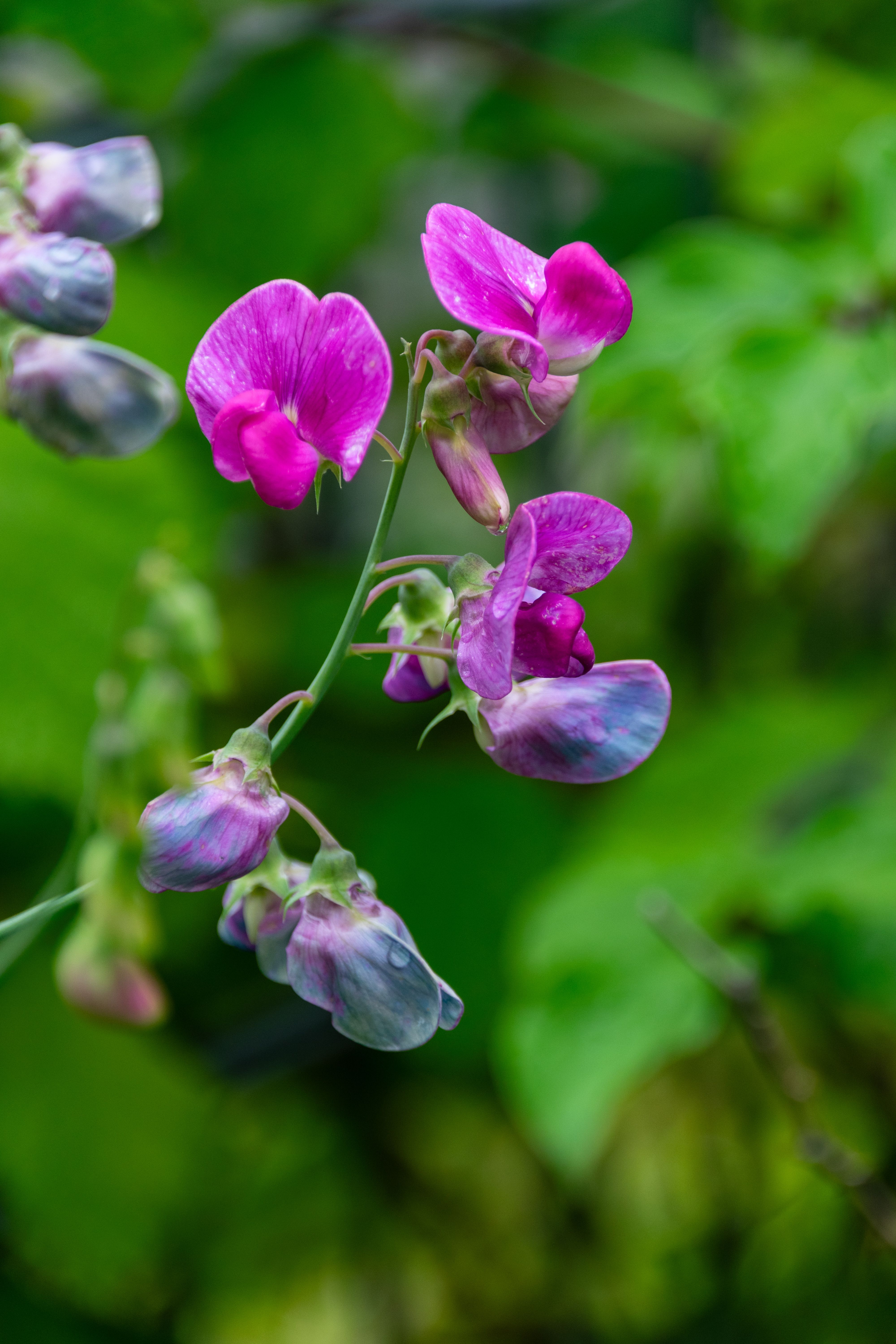 Sweet Pea Photos, Download The BEST Free Sweet Pea Stock Photos & HD Images