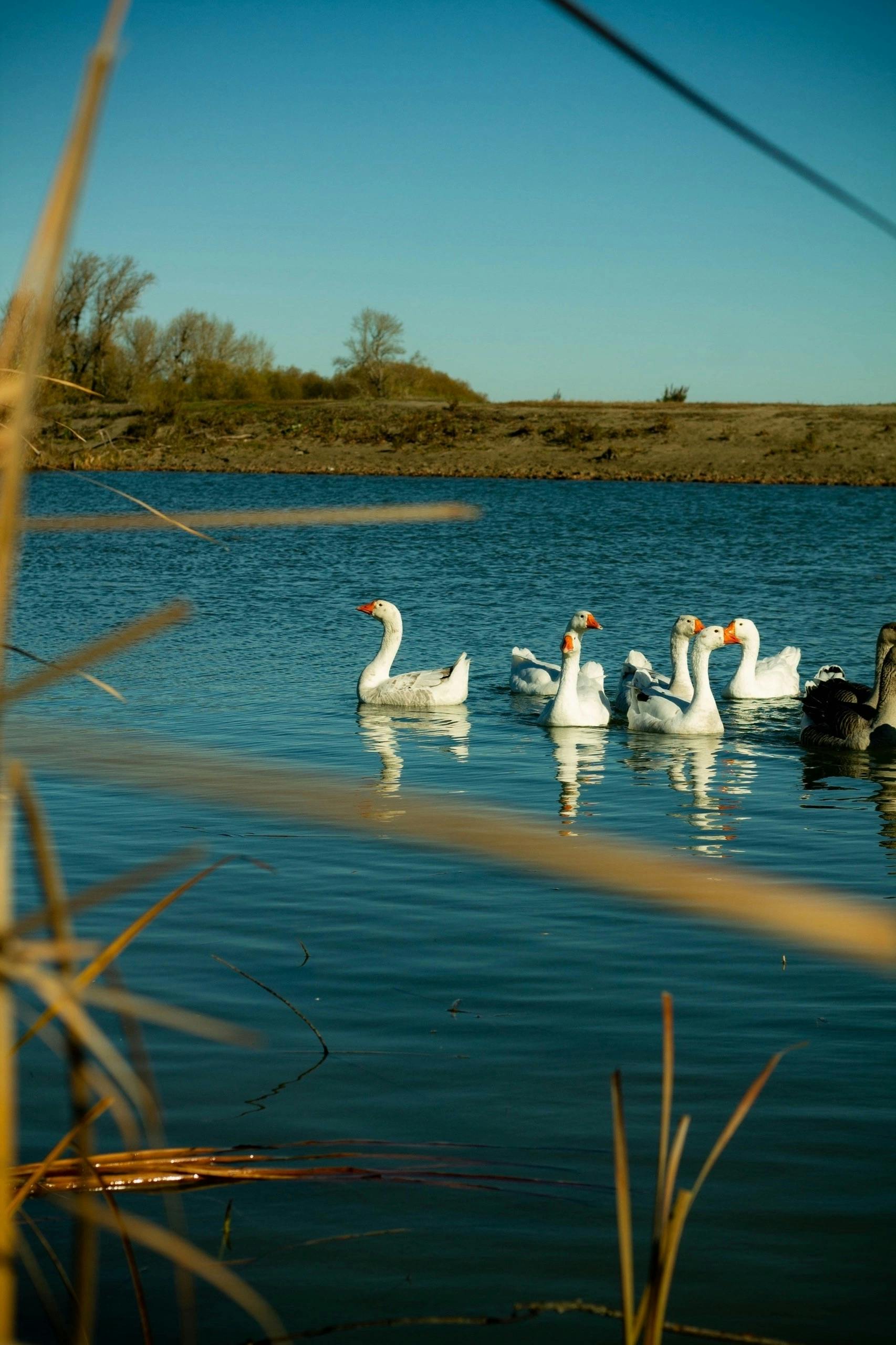 Goose Birds Photos, Download The BEST Free Goose Birds Stock Photos ...