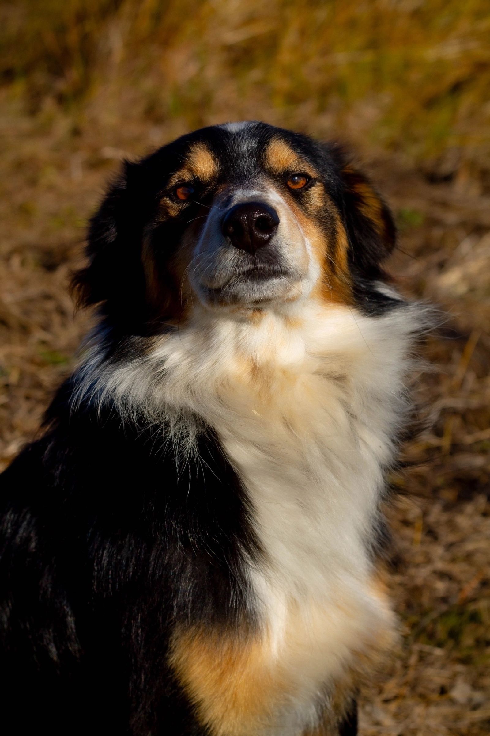 Dog Thumbs Up Photos, Download The BEST Free Dog Thumbs Up Stock Photos ...
