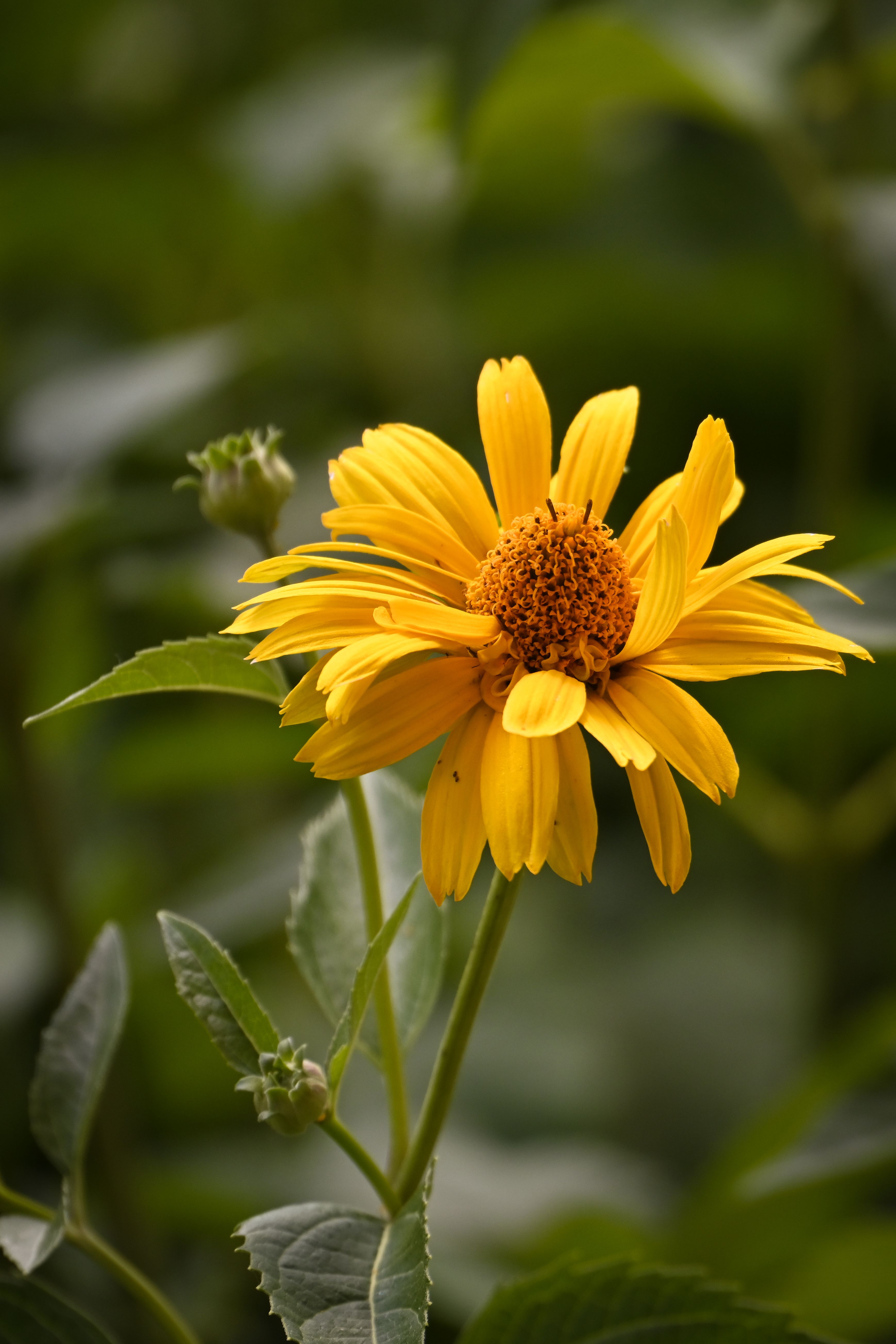 Non Flowering Plant Photos, Download The BEST Free Non Flowering Plant ...