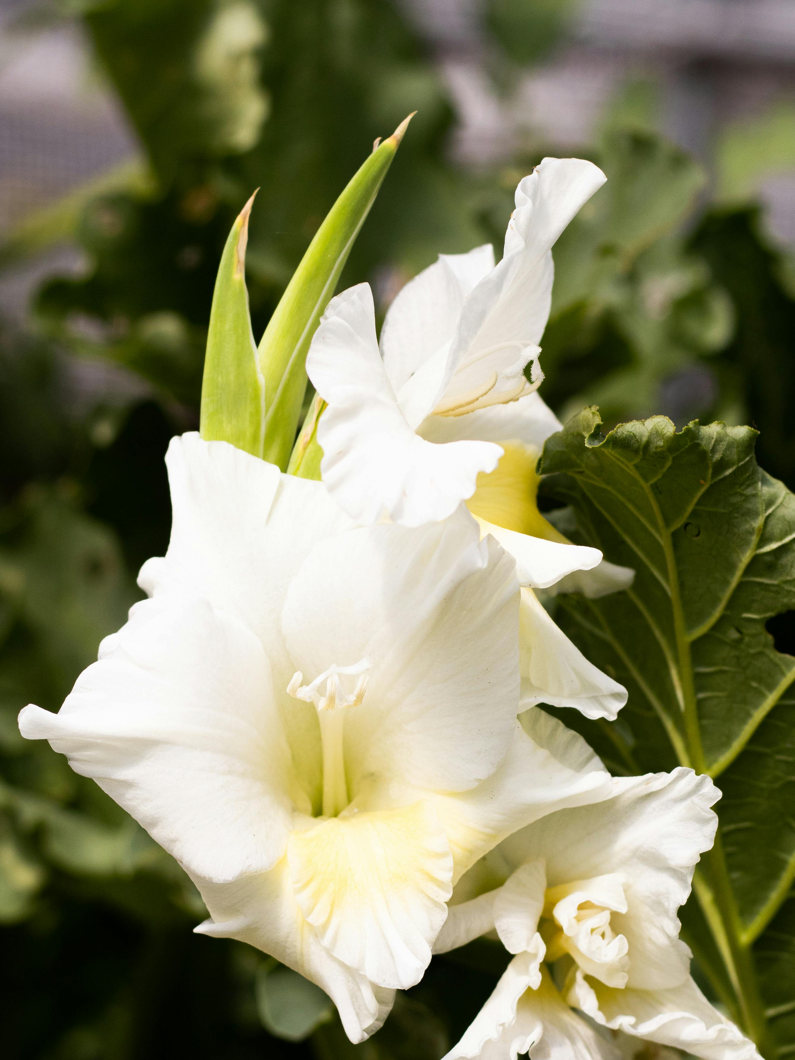 Jardin Agora Photos, Download The BEST Free Jardin Agora Stock Photos ...