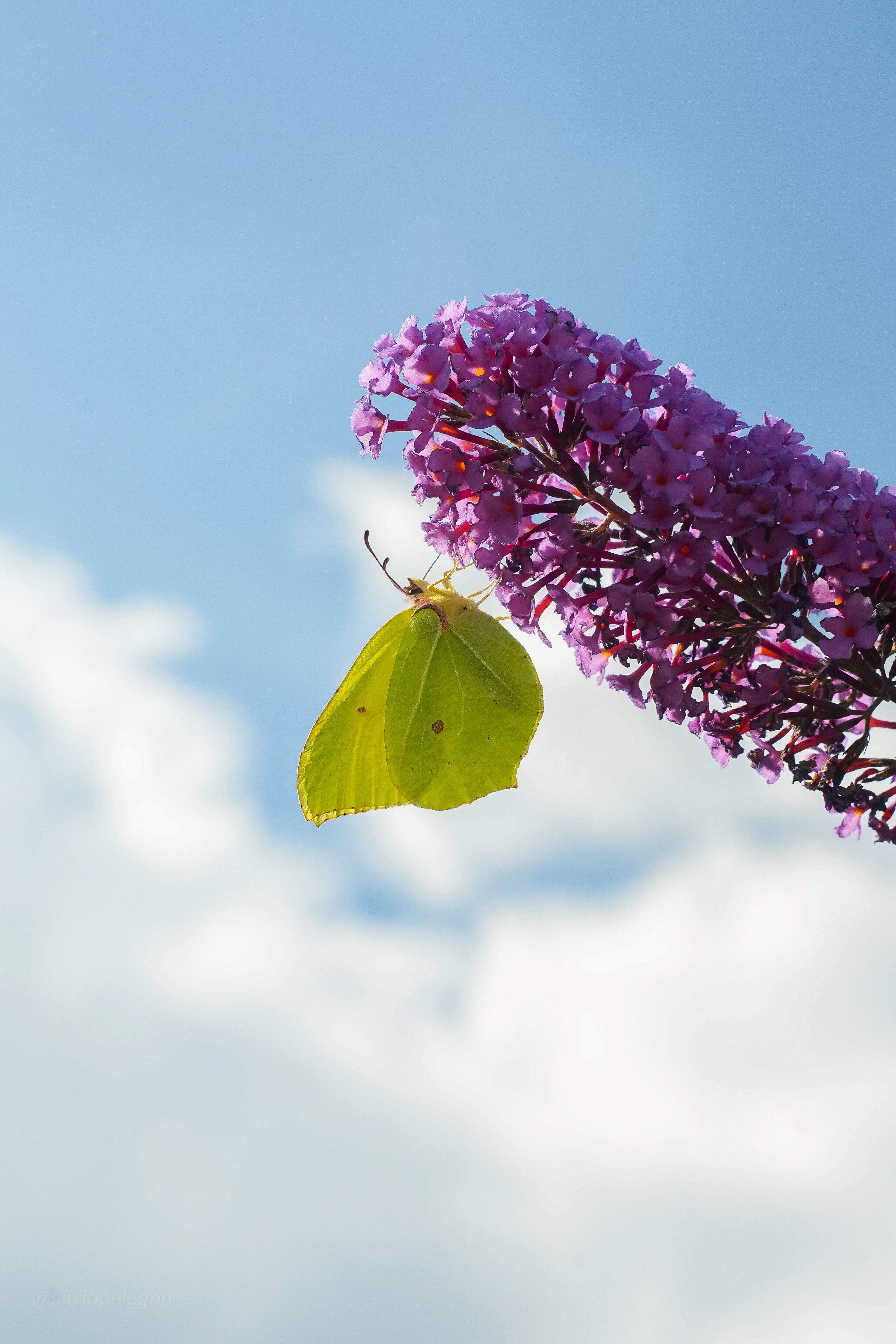 Beautiful Buddleia Photos, Download The BEST Free Beautiful Buddleia ...