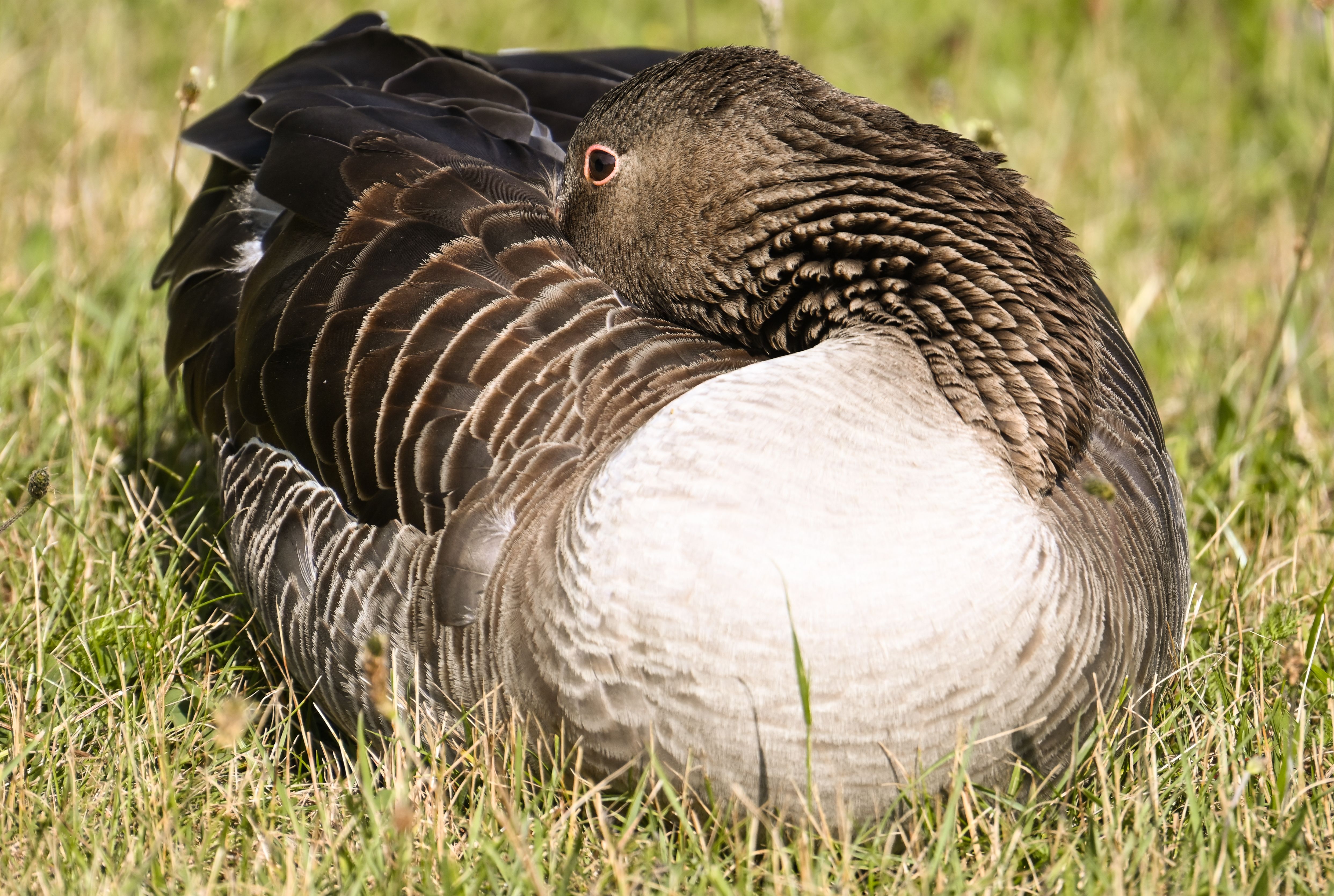 Close-up of a Resting Greylag Goose on Grass · Free Stock Photo