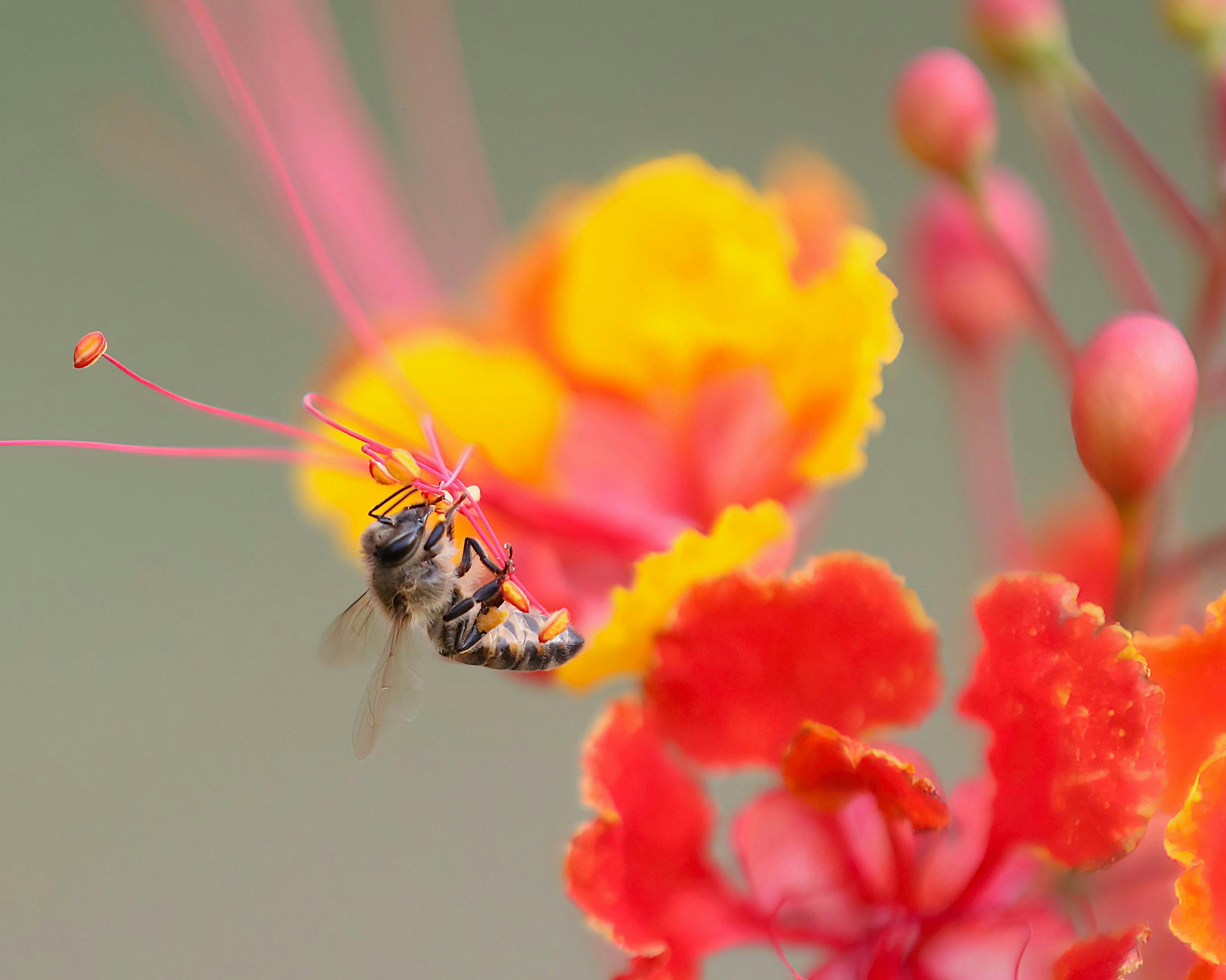 Bee And The Red Flower Photos, Download The BEST Free Bee And The Red ...