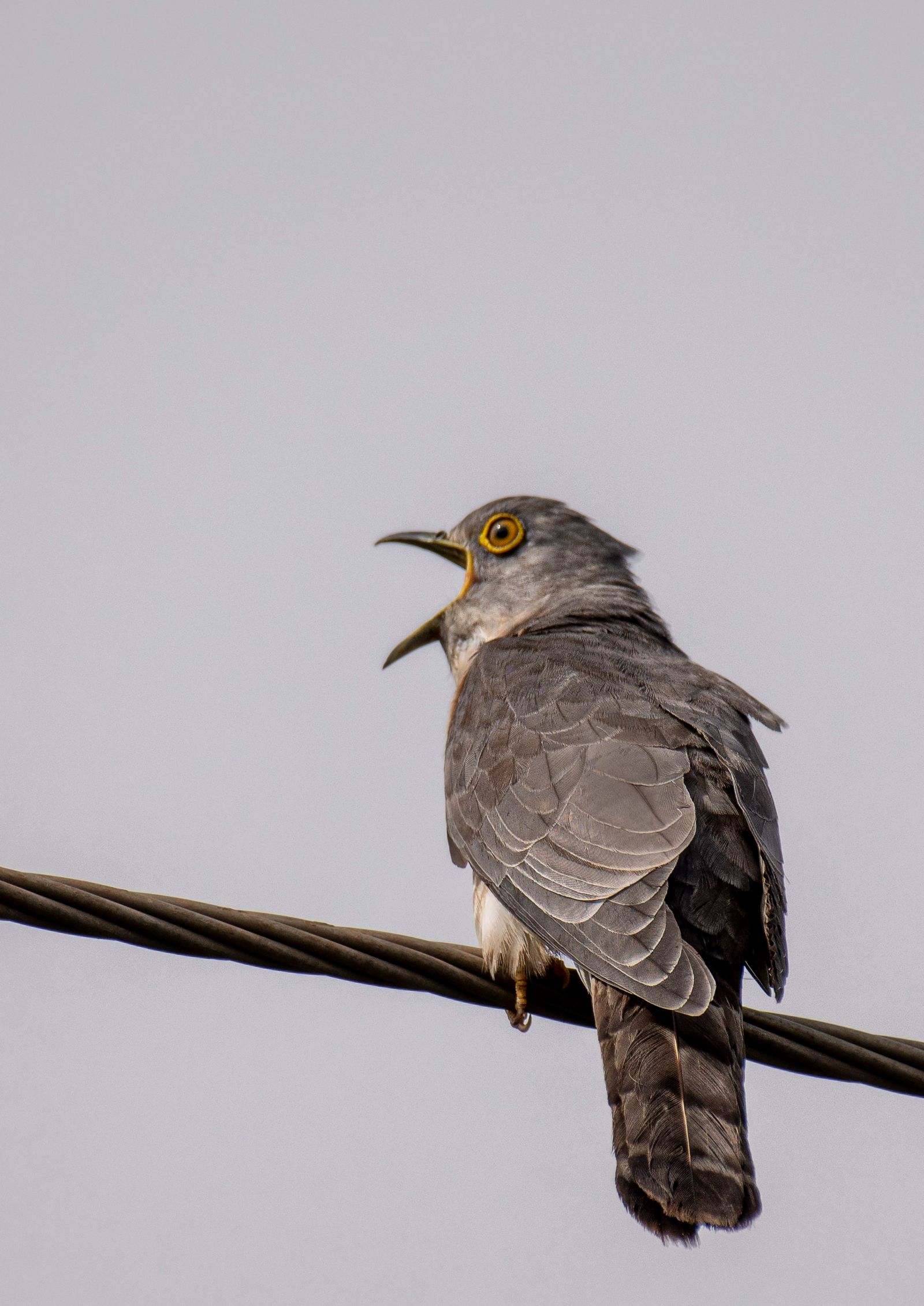Cuckoo Bird Photos, Download The BEST Free Cuckoo Bird Stock Photos ...