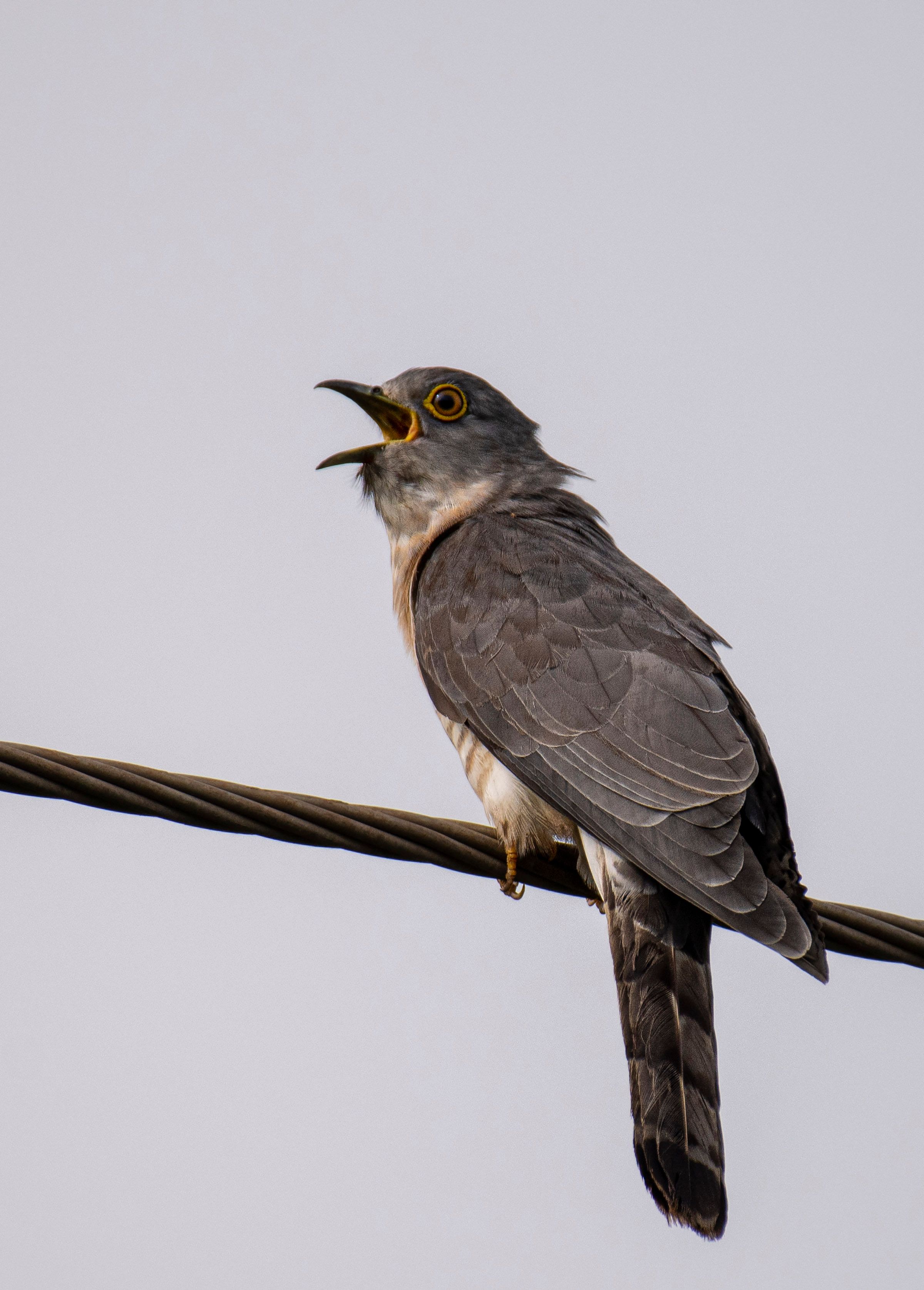 Cuckoo Bird Photos, Download The BEST Free Cuckoo Bird Stock Photos ...