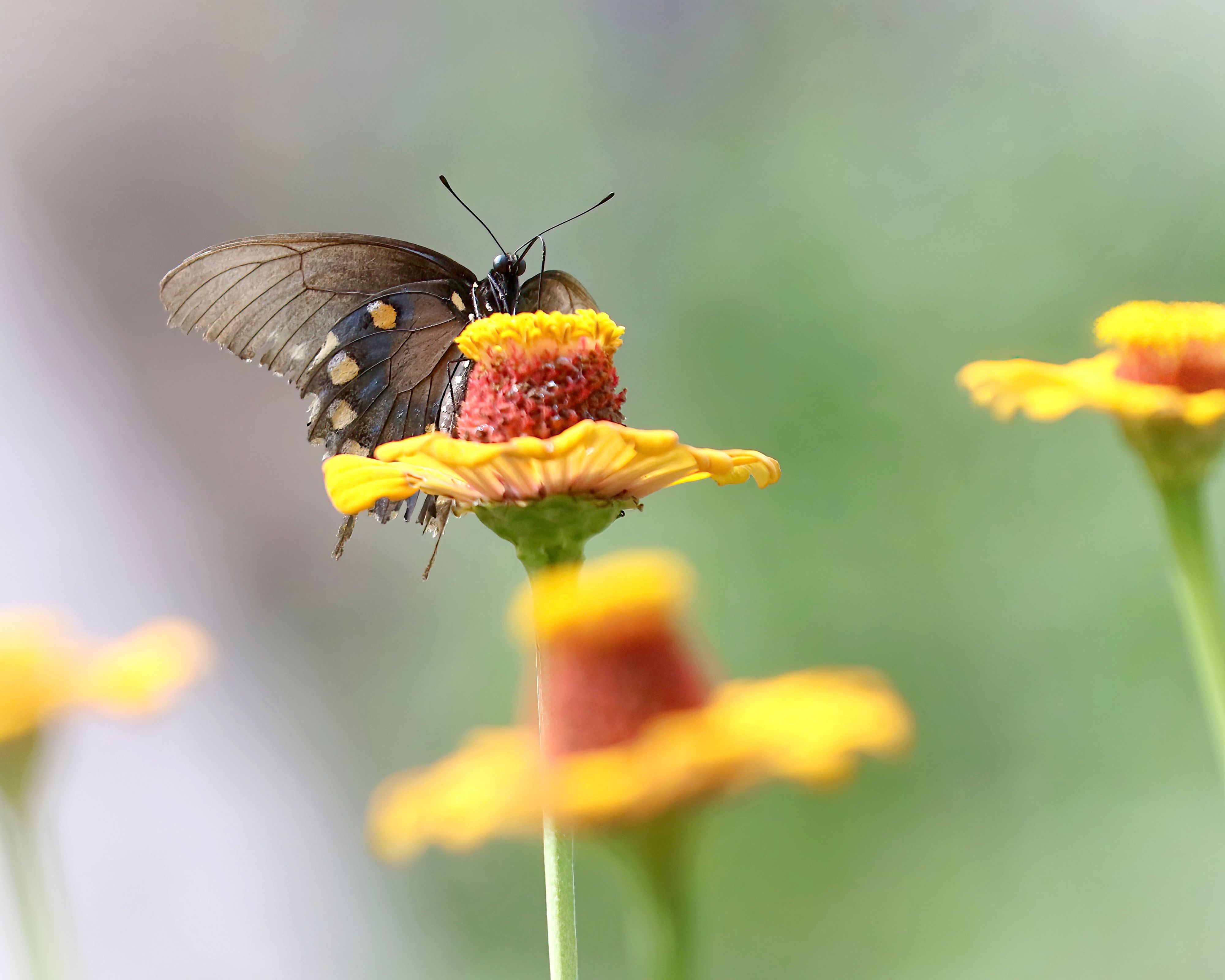 Vibrant Butterfly on Blooming Wildflowers · Free Stock Photo