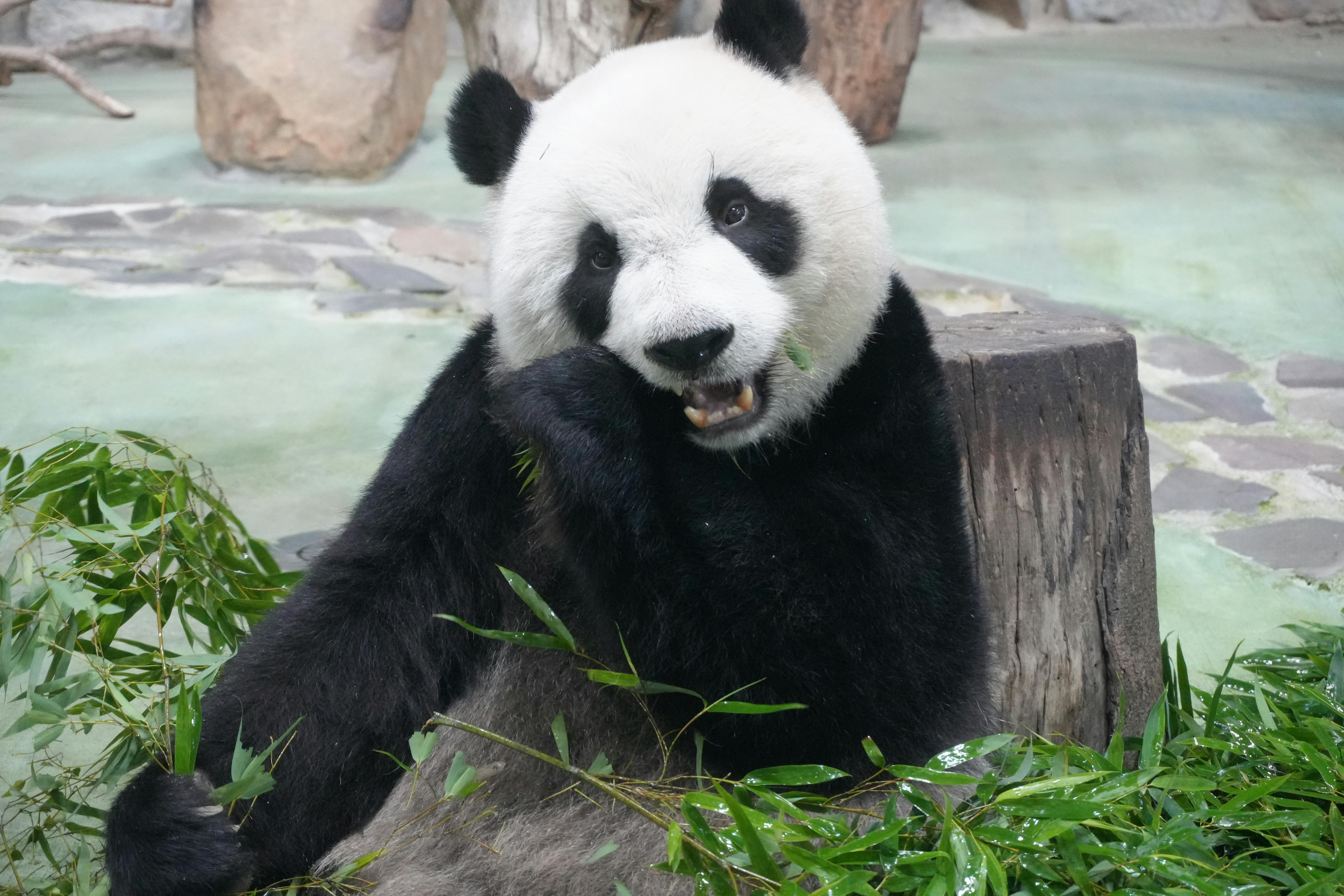 Giant Panda Eating Bamboo in Zoo Habitat · Free Stock Photo