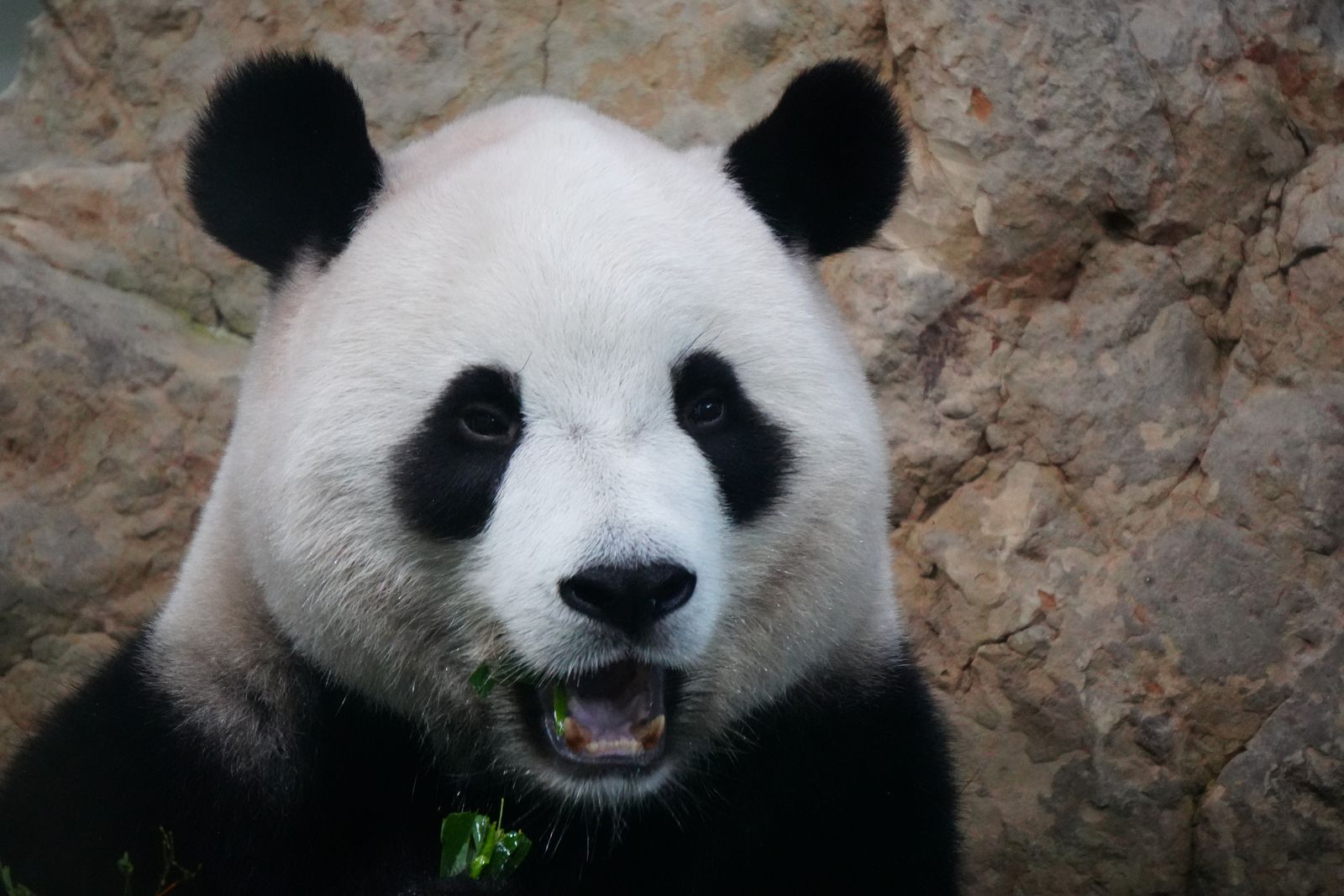 Giant Panda Photos, Download The BEST Free Giant Panda Stock Photos ...